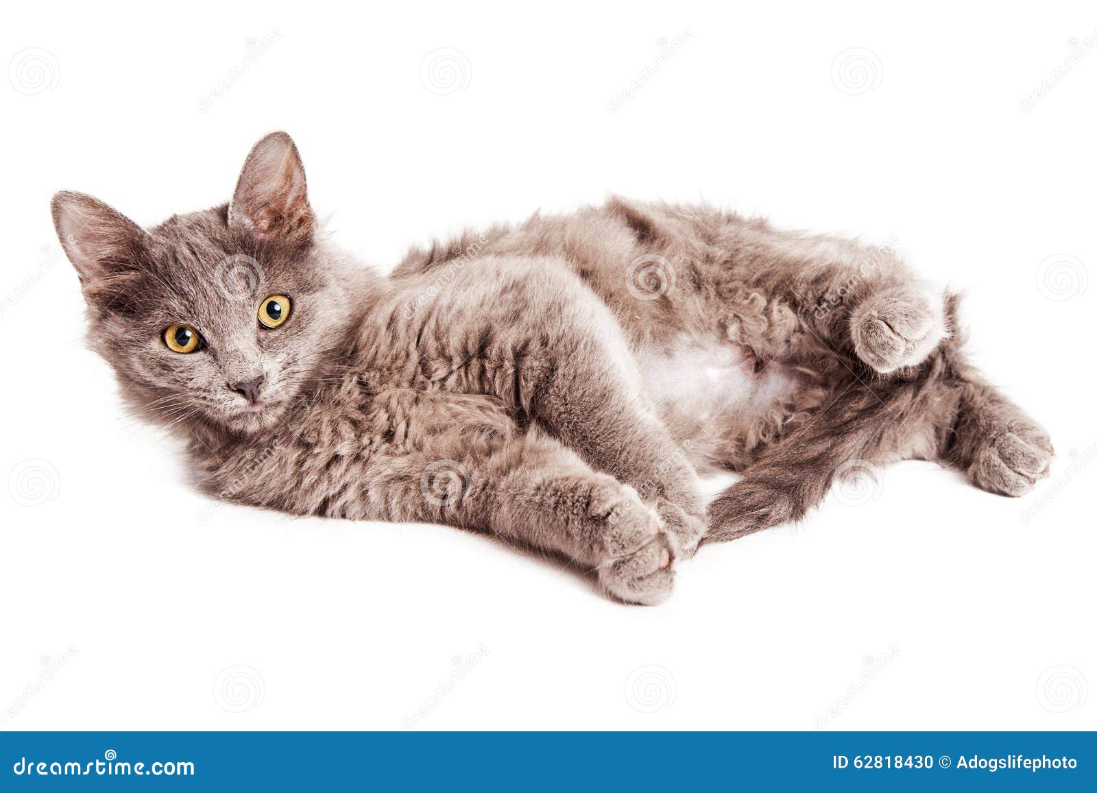 Cute Grey Kitten Laying Looking Forward Stock Photo - Image of laying ...