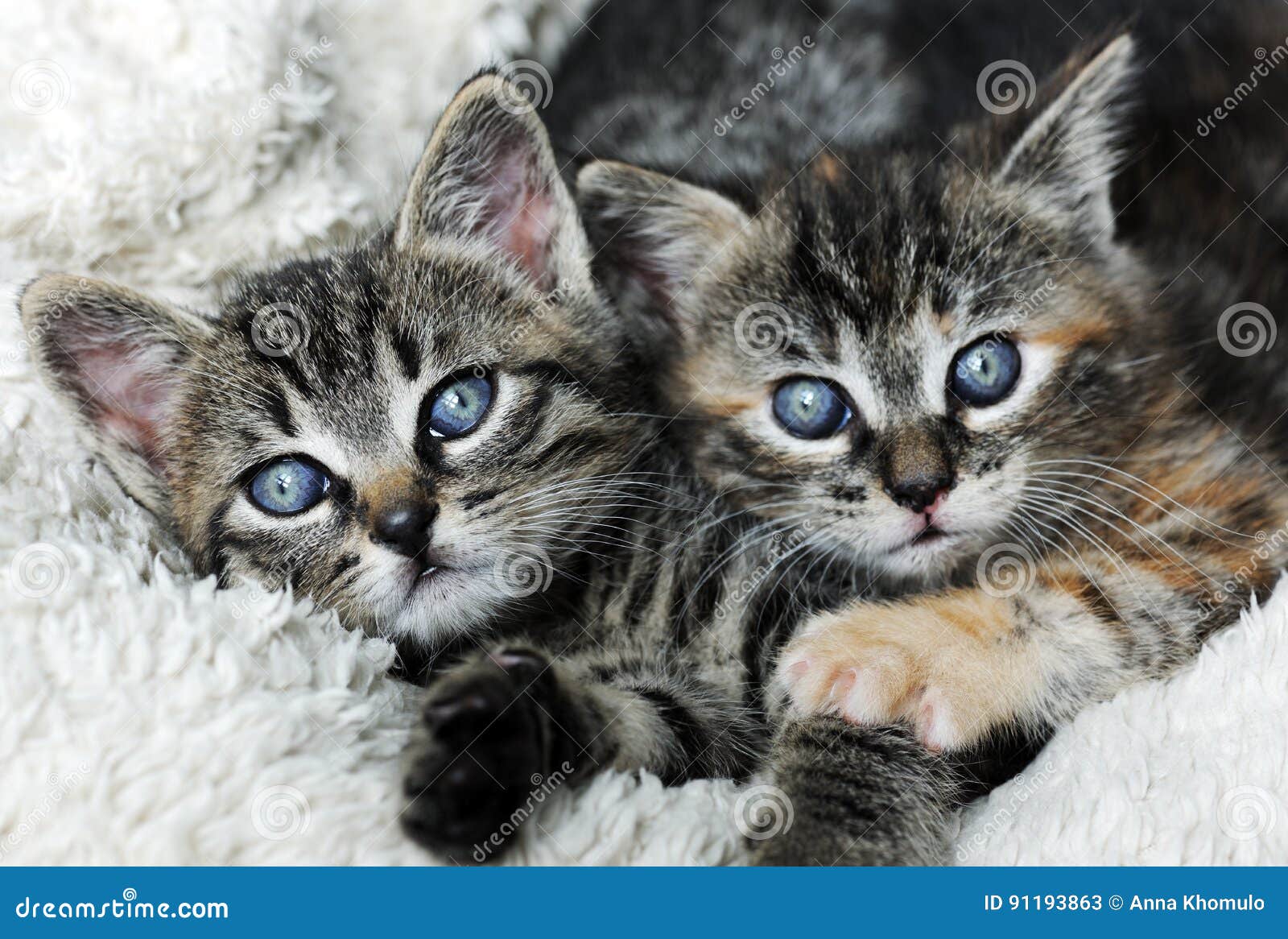 Cute grey kittens stock image. Image of kittens, baby - 91193863