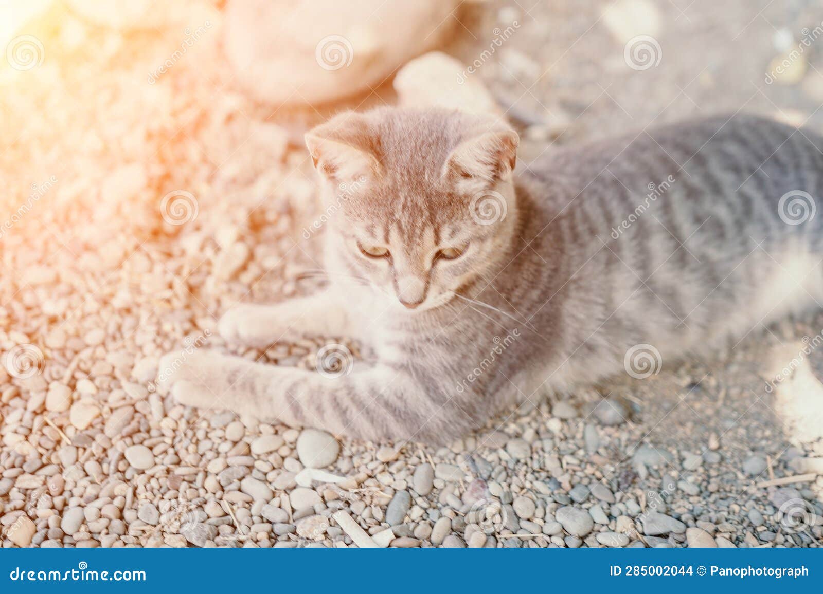 A Cute Grey Kitty, Calmly Sitting and Looking into the Camera with Its ...
