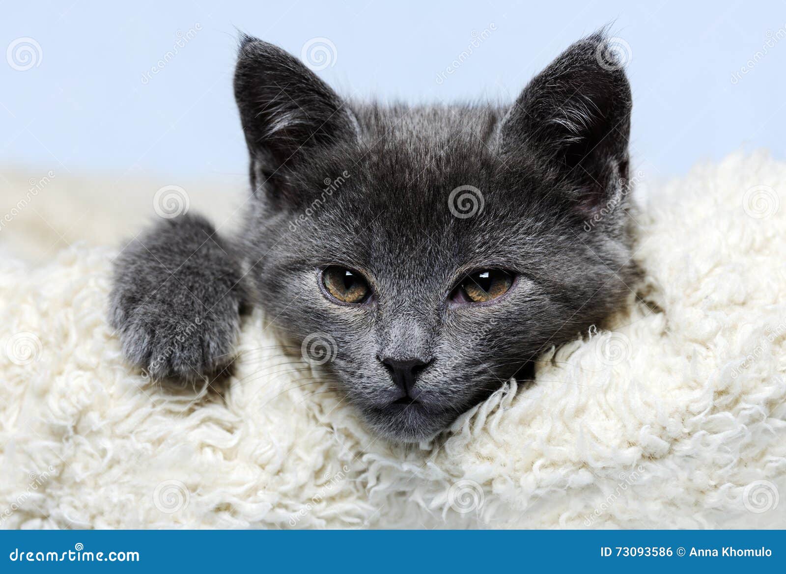 Cute grey kitty stock photo. Image of close, kitten, animal - 73093586