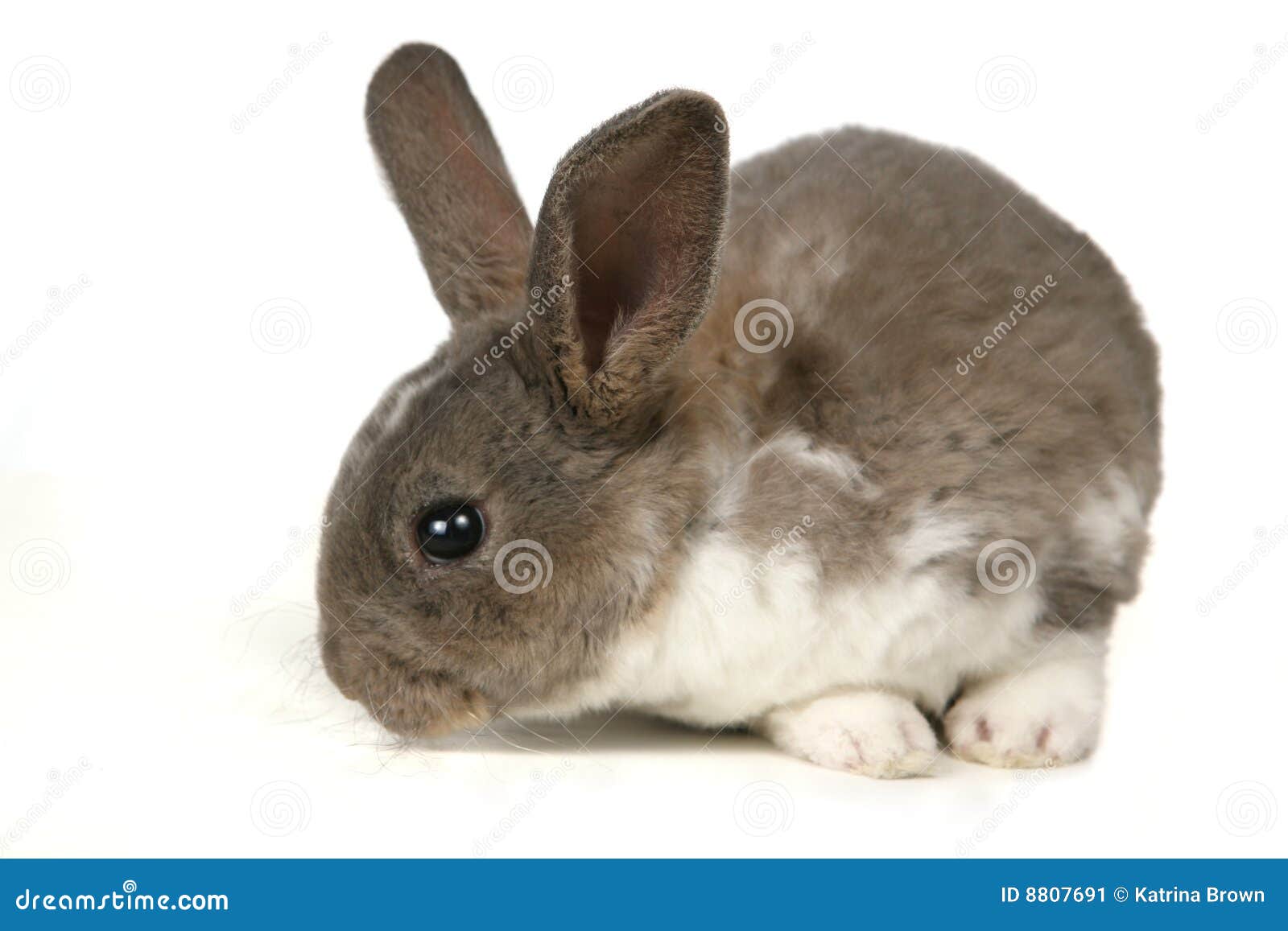 Cute Grey Pet Rabbit stock image. Image of isolated, adorable - 8807691