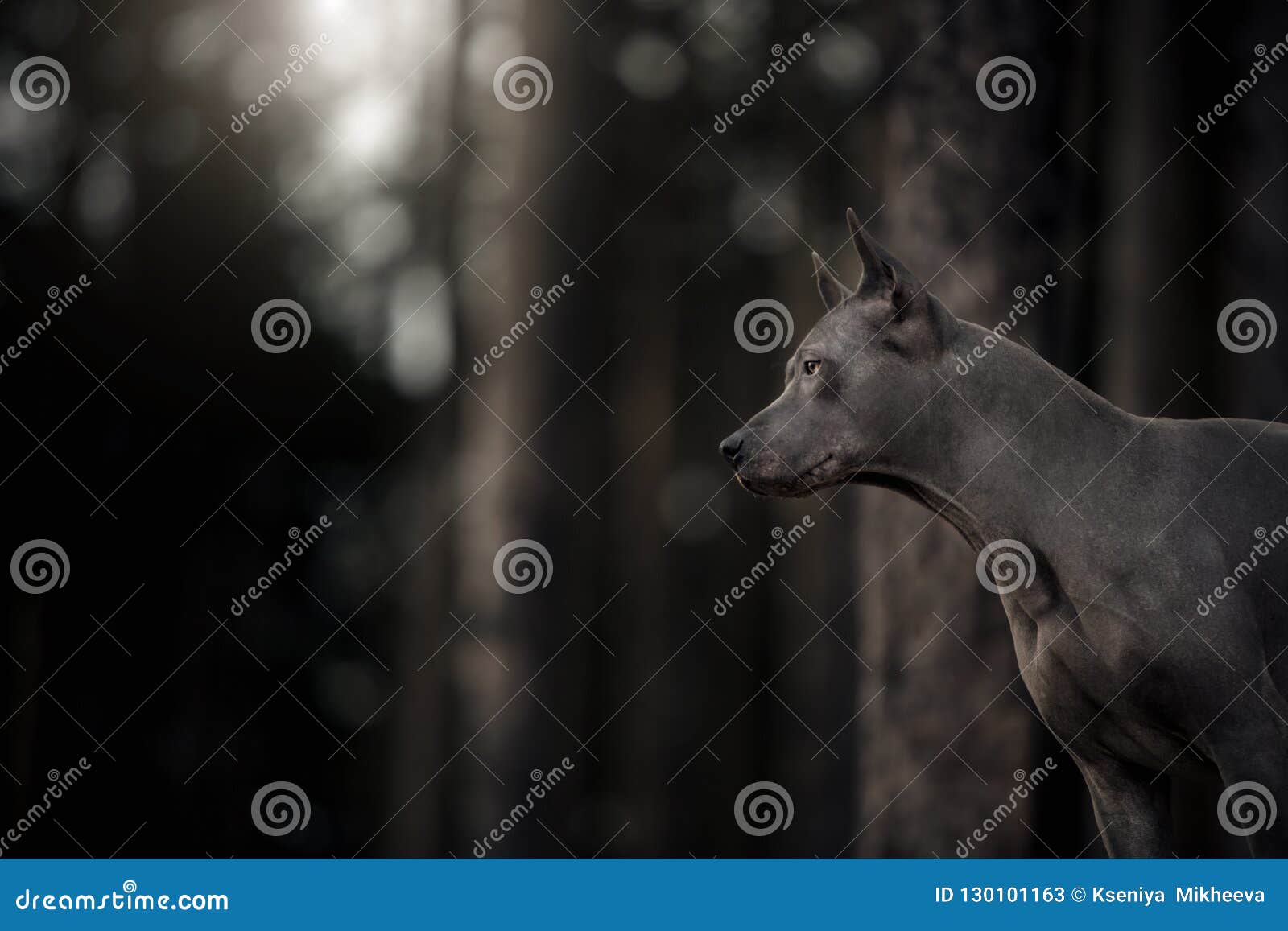 Cute Grey Portrait Thai Ridgeback Dog on the Forest Stock Image - Image ...