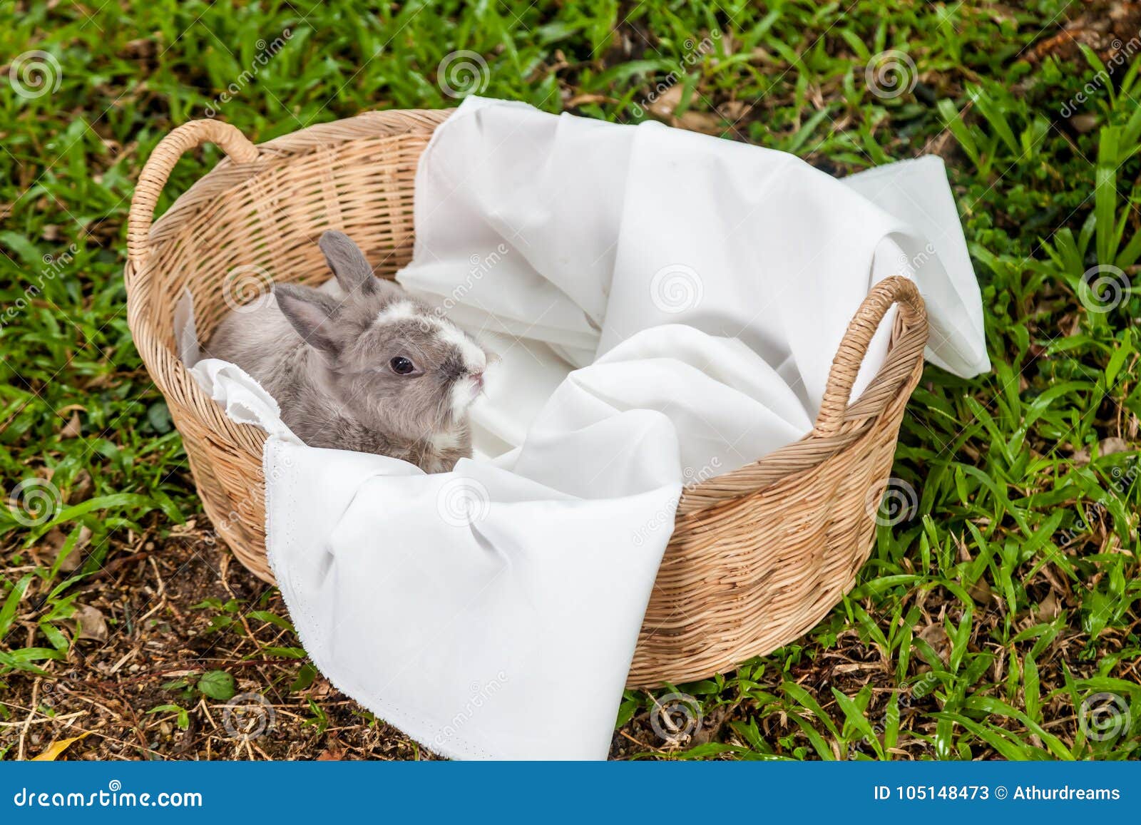 Cute Grey Rabbit in Basket stock image. Image of blanket - 105148473