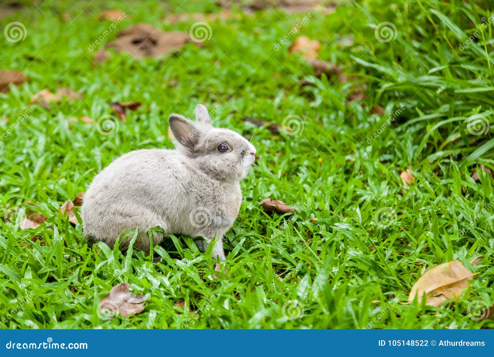 Cute Grey Rabbit in Garden stock photo. Image of wild - 105148522