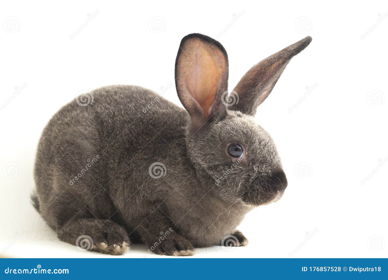 Cute Grey Rabbit Isolated On White Stock Photo - Image of rodent, furry ...