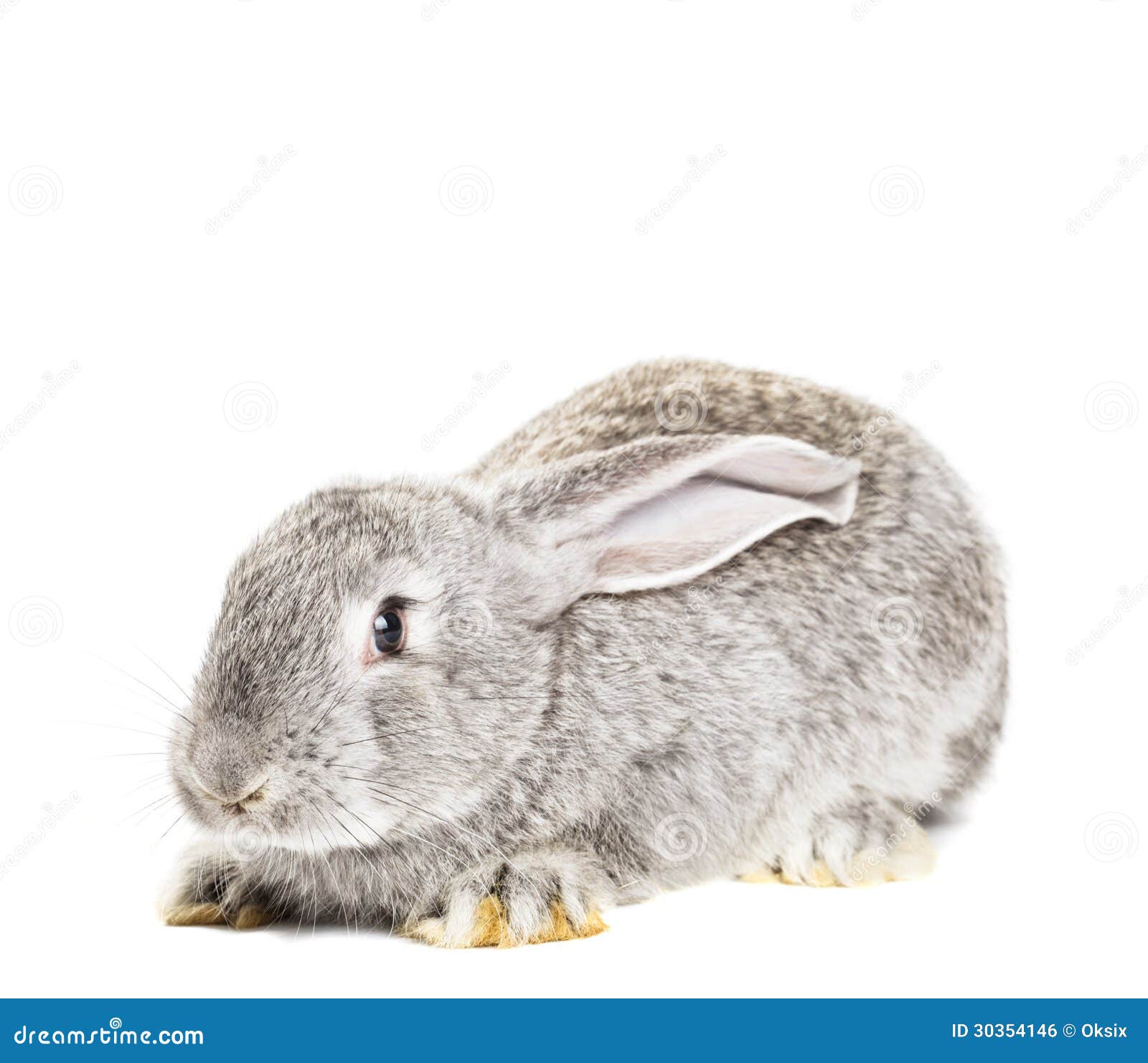 Cute grey rabbit stock photo. Image of fluffy, looking - 30354146