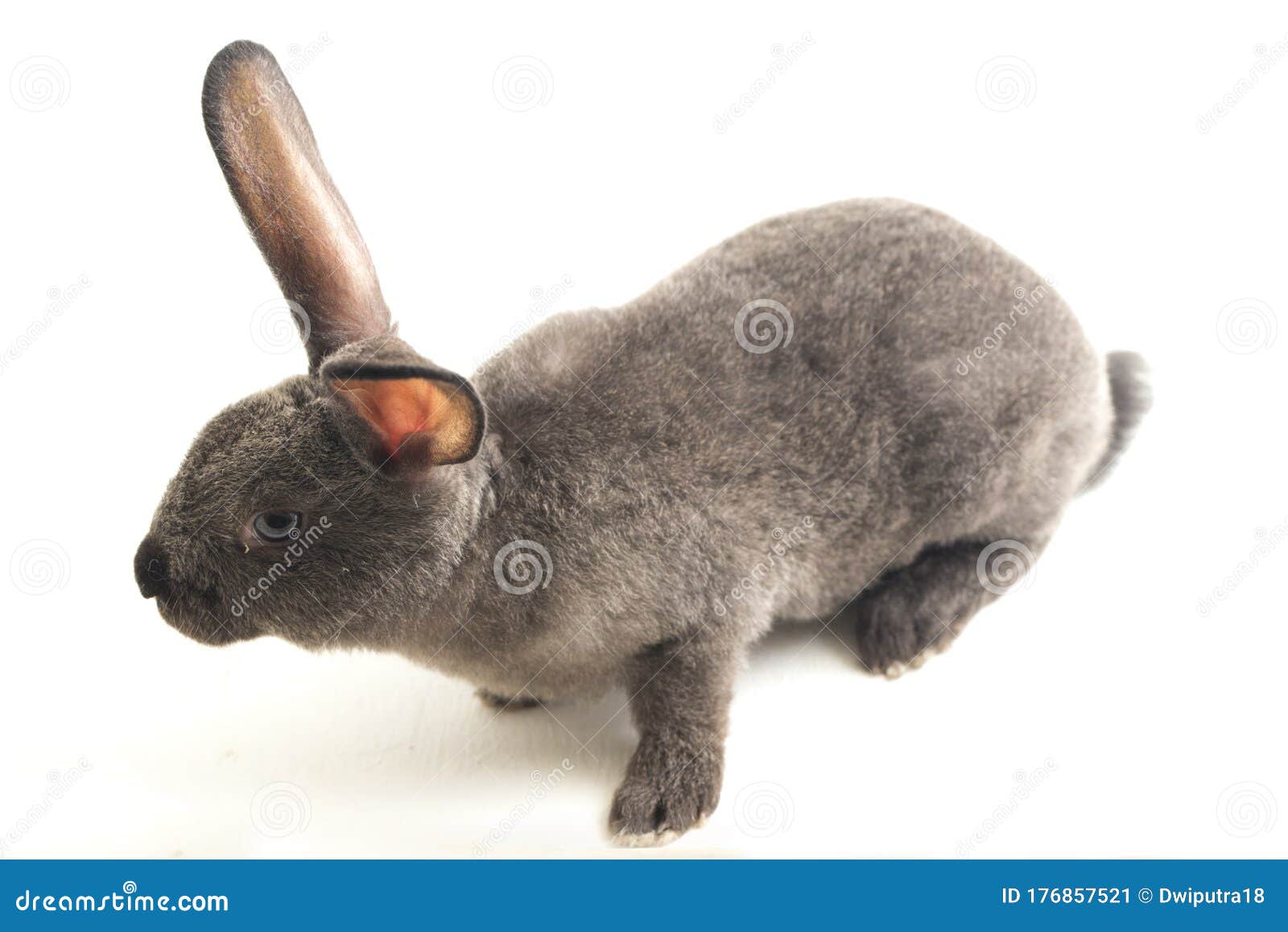 Cute Grey Rabbit Isolated on White Stock Image - Image of curiosity ...