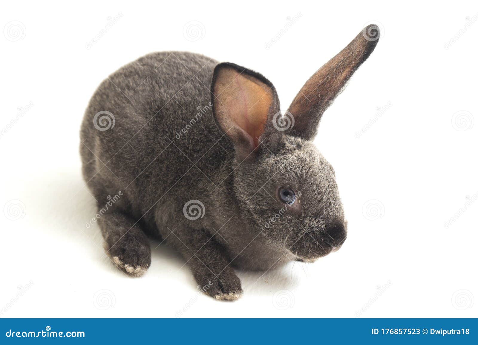 Cute Grey Rabbit Isolated on White Stock Image - Image of white, pets ...