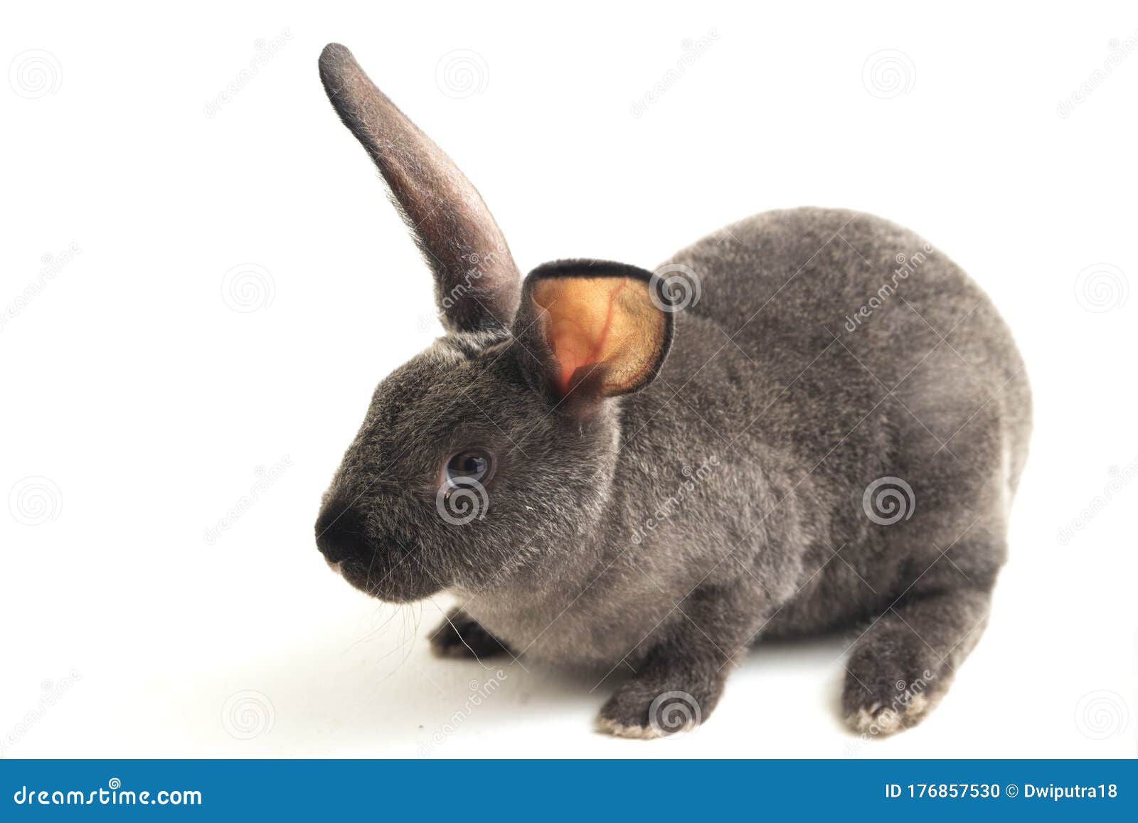 Cute Grey Rabbit Isolated on White Stock Photo - Image of brown ...
