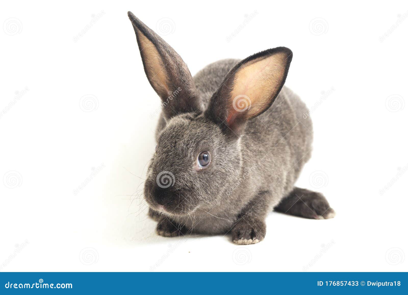 Cute Grey Rabbit Isolated On White Stock Image - Image of purebred ...