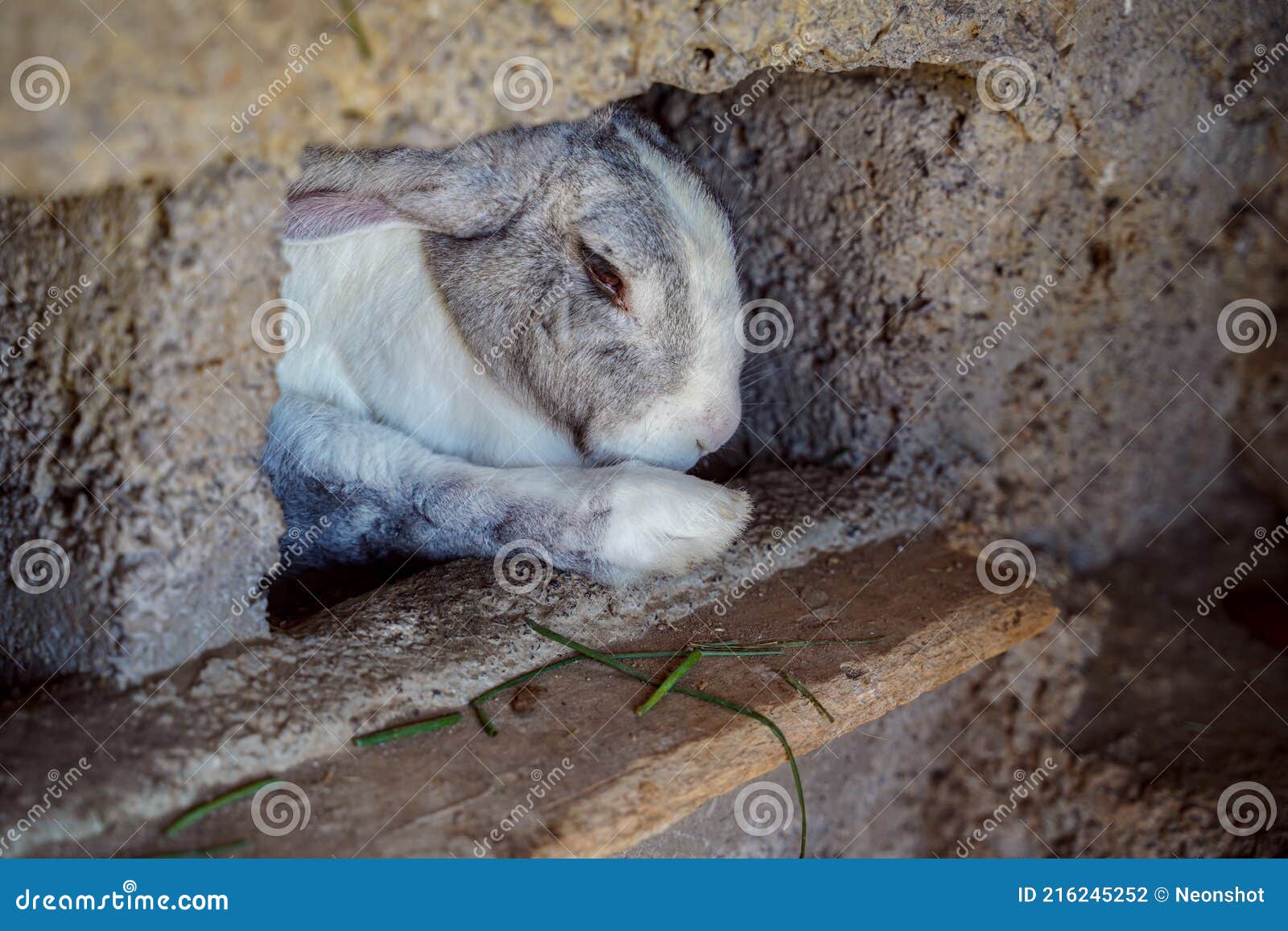 Cute Grey Rabbit Sitting in a Rocky Cave Stock Photo - Image of little ...