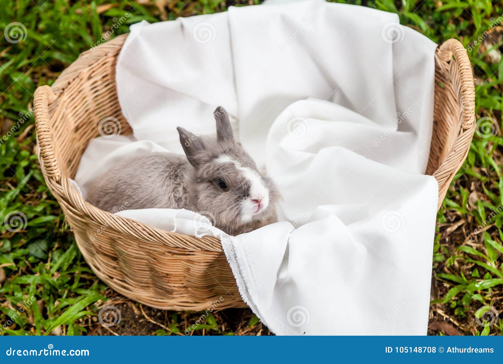 Cute Grey Rabbit in Basket stock photo. Image of bunny - 105148708
