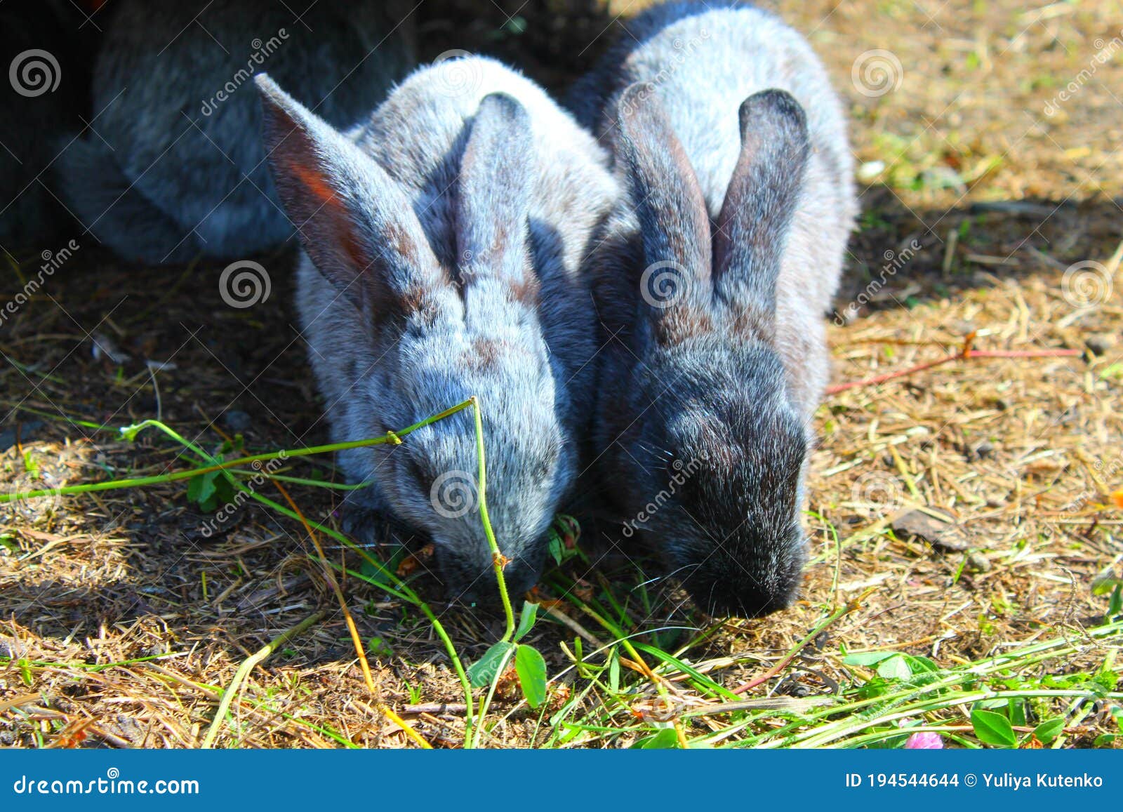 Cute Grey Rabbit from the Zoo Stock Photo - Image of adorable, bear ...