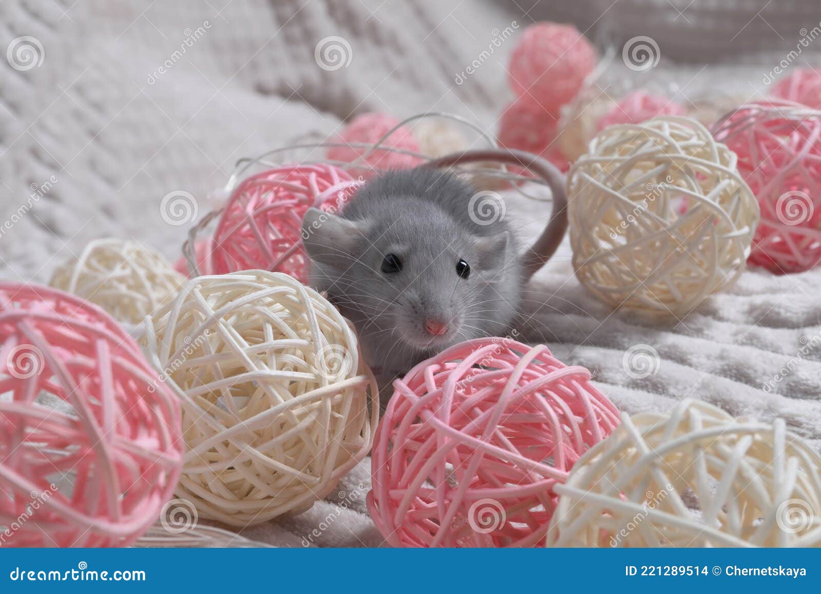 Cute Grey Rat Playing with Wicker Balls on White Fabric Stock Photo ...