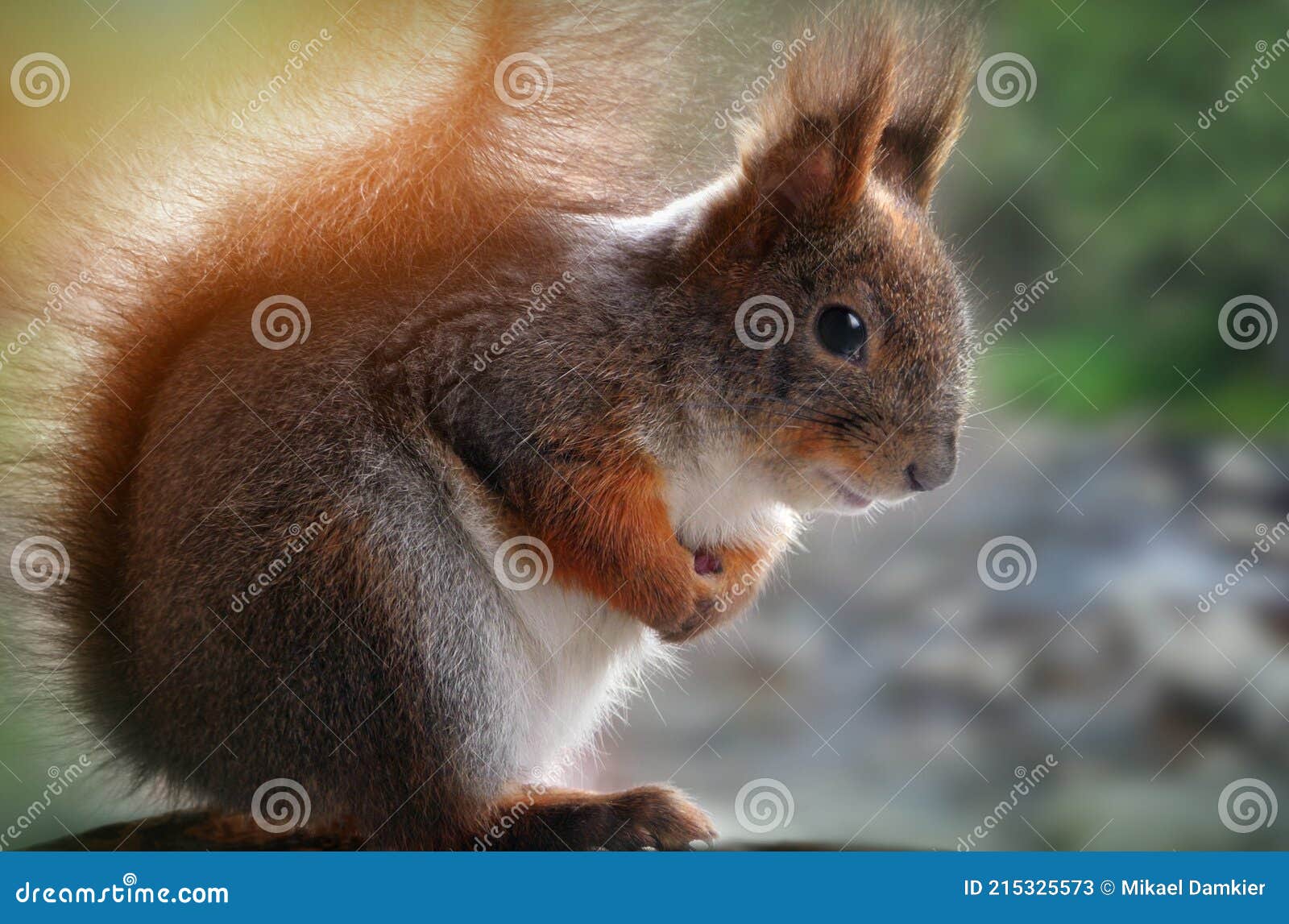 Cute grey and red squirrel stock image. Image of branch - 215325573