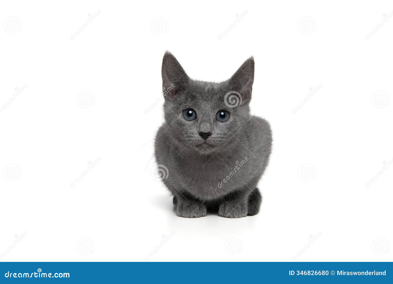 Cute Grey Russian Blue Kitten Looking at the Camera Isolated on a White ...