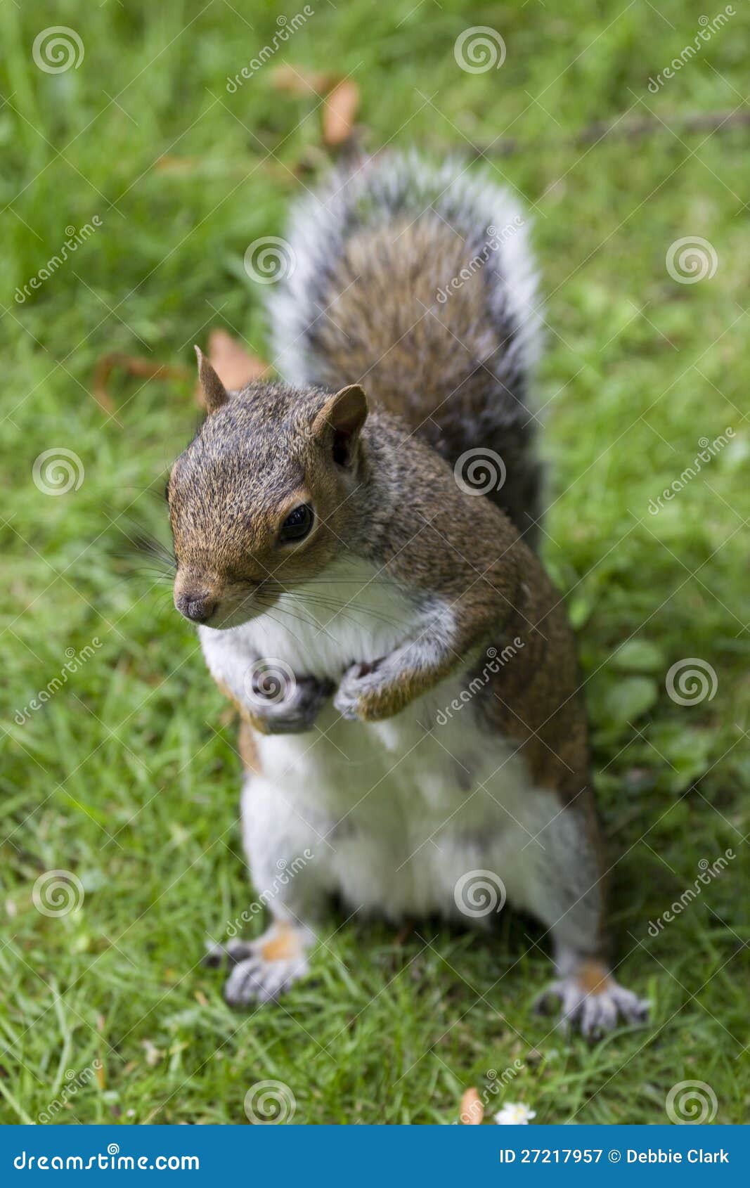 Cute Grey Squirrel stock image. Image of tail, paws, mammal - 27217957