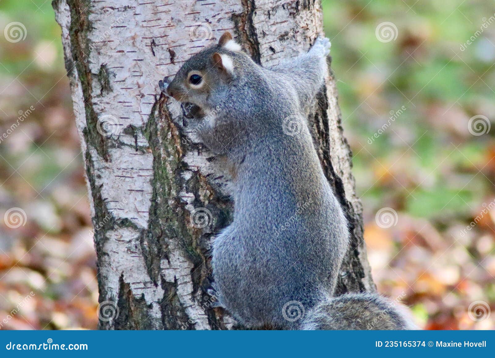 A Grey Squirrel Climbing a Tree Stock Photo - Image of grey, clenched: 235165374