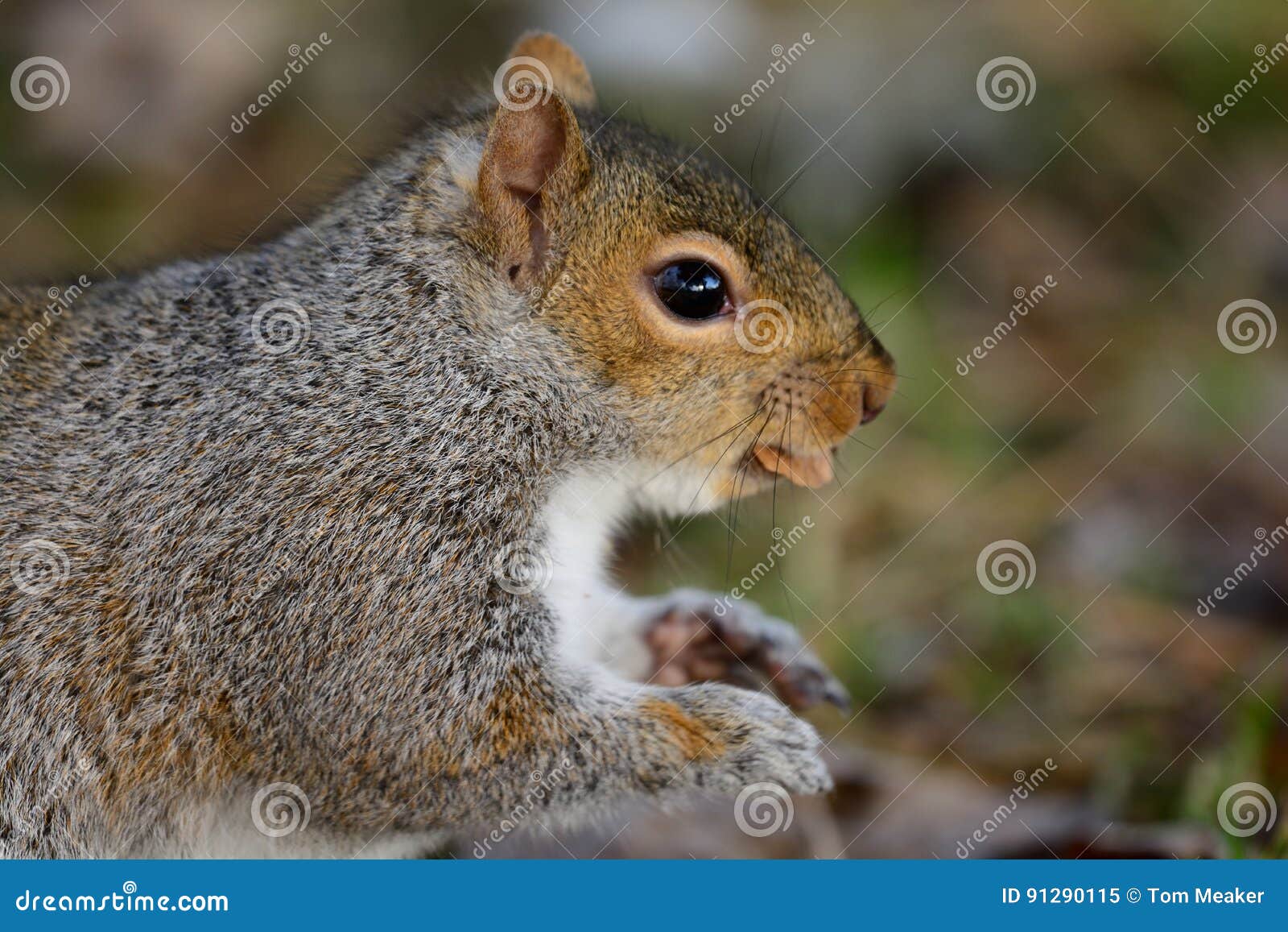 Cute grey squirrel stock image. Image of portrait, rodent - 91290115