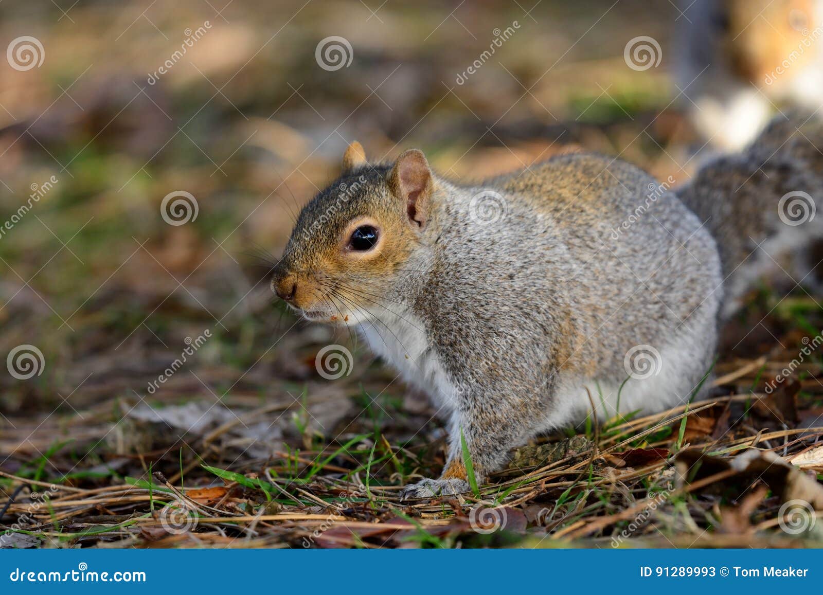 Cute grey squirrel stock image. Image of wildlife, outdoor - 91289993