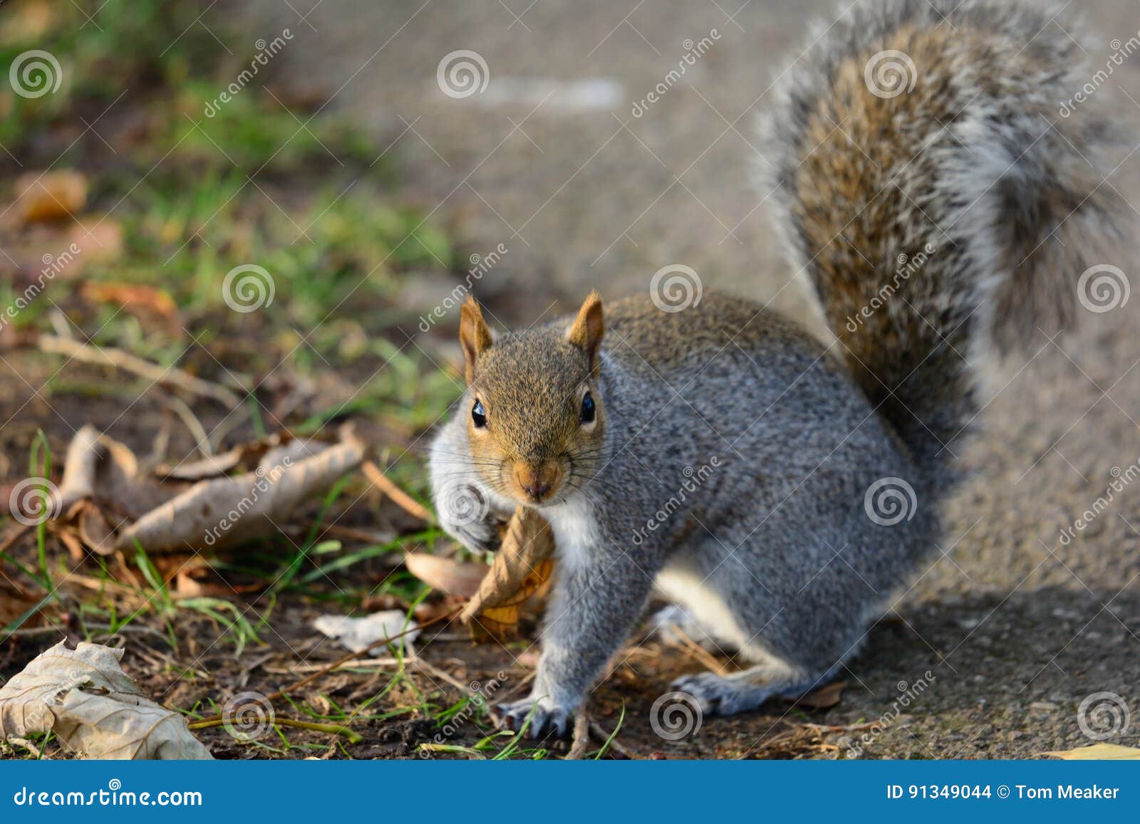 Cute grey squirrel stock photo. Image of rodent, cute - 91349044