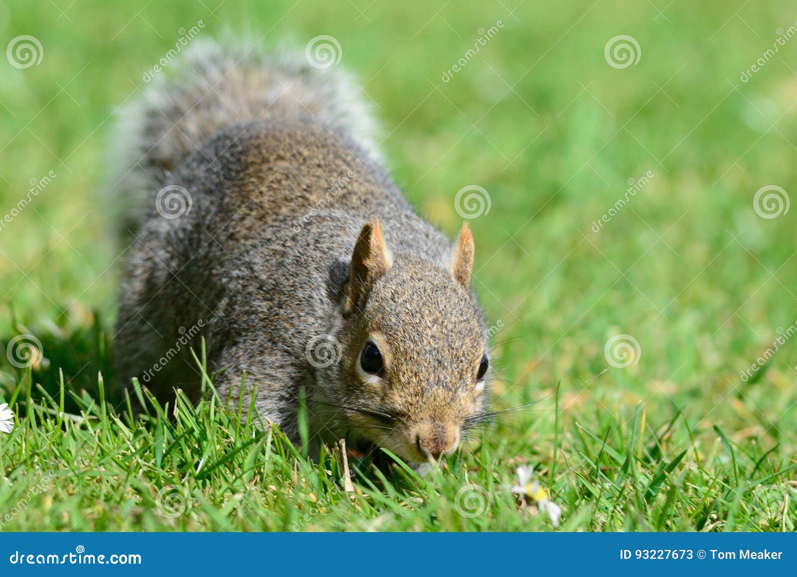 Cute grey squirrel stock image. Image of rodent, cute - 93227673