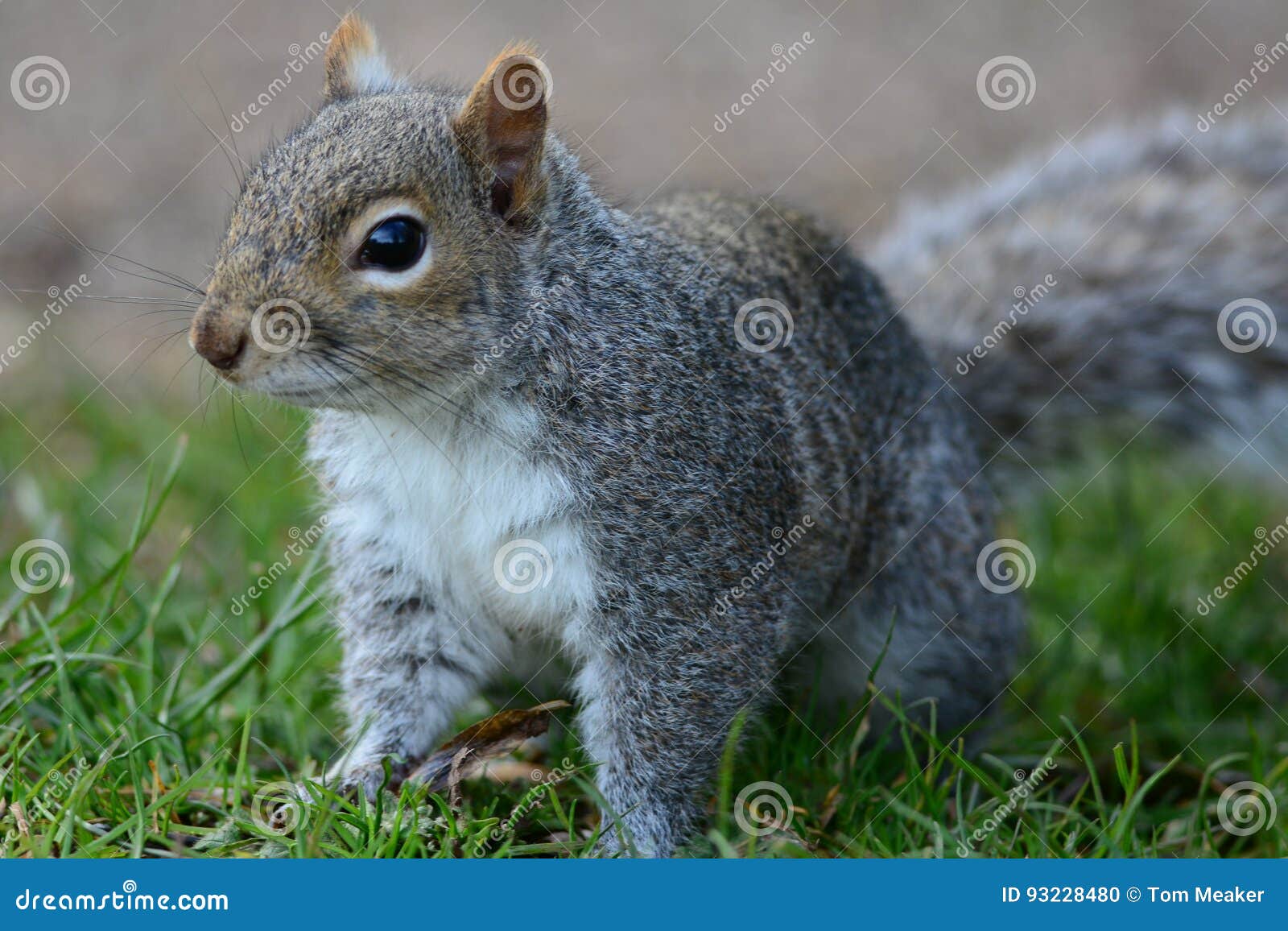 Cute grey squirrel stock photo. Image of grass, greysquirrel - 93228480