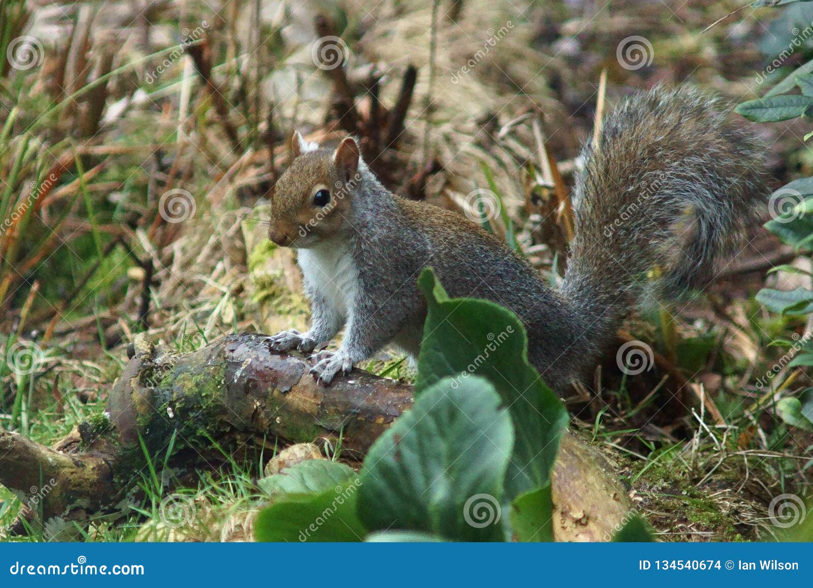 Cute Grey Squirrel stock photo. Image of cute, pinfoldphotos - 134540674