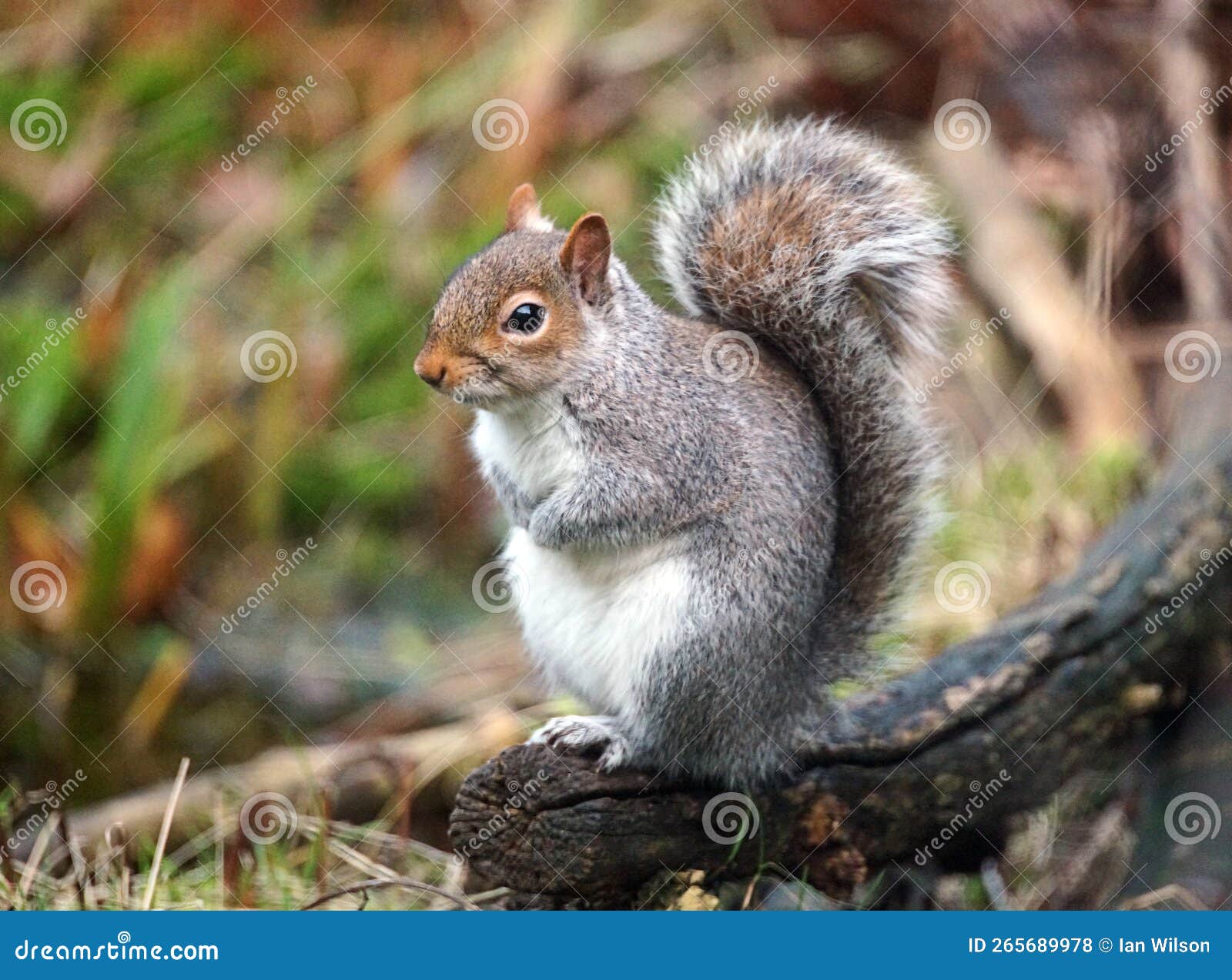 Pinfoldphotos Squirrel Log Stock Photos - Free & Royalty-Free Stock ...