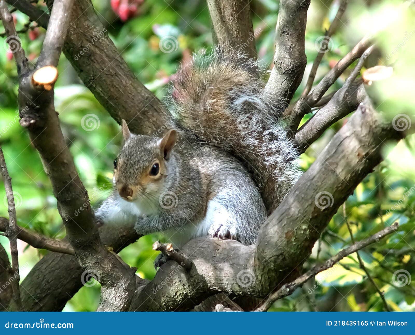 Cute Young Grey Squirrel stock image. Image of grey - 218439165