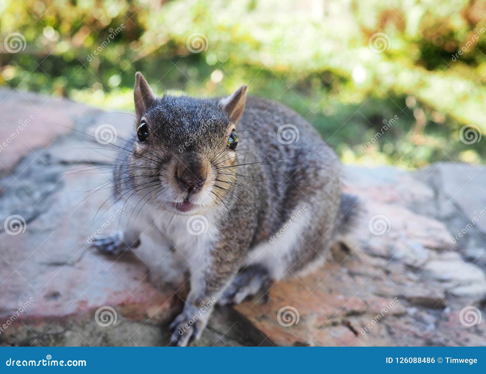 Cute Grey Squirrel on a Rock Stock Photo - Image of cute, camera: 126088486