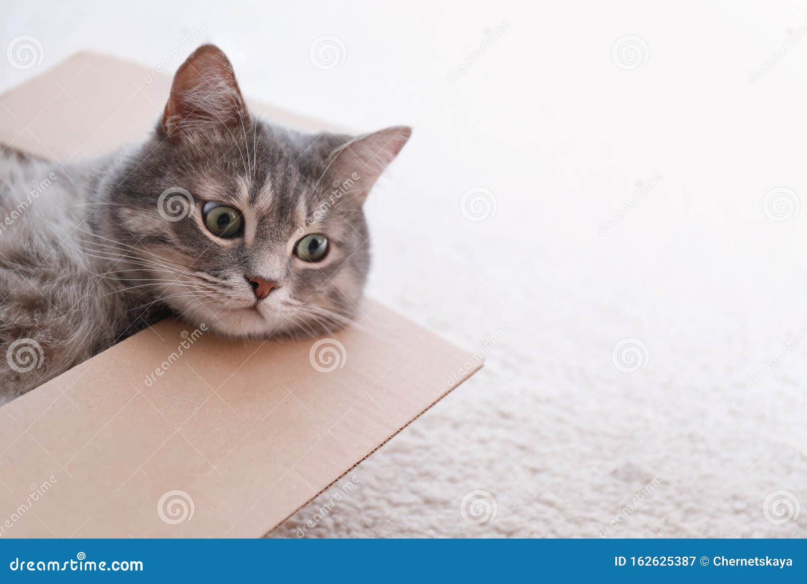 Cute Grey Tabby Cat in Cardboard Box on Floor Stock Image - Image of ...