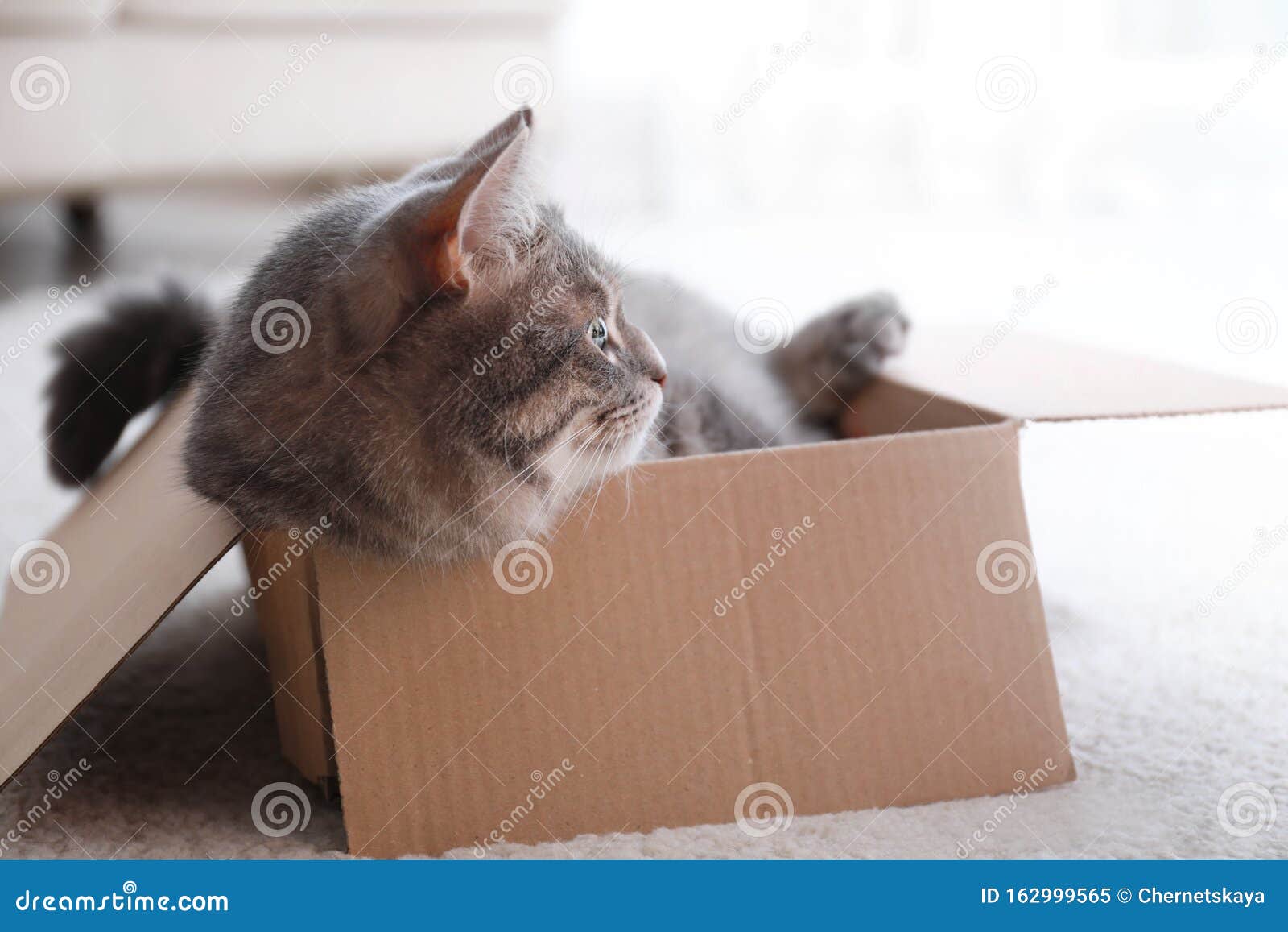 Cute Grey Tabby Cat in Cardboard Box on Floor Stock Image - Image of ...