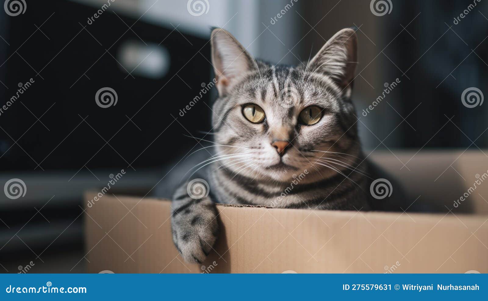 Cute Grey Tabby Cat in Cardboard Box on Floor at Home. Cardboard Box ...