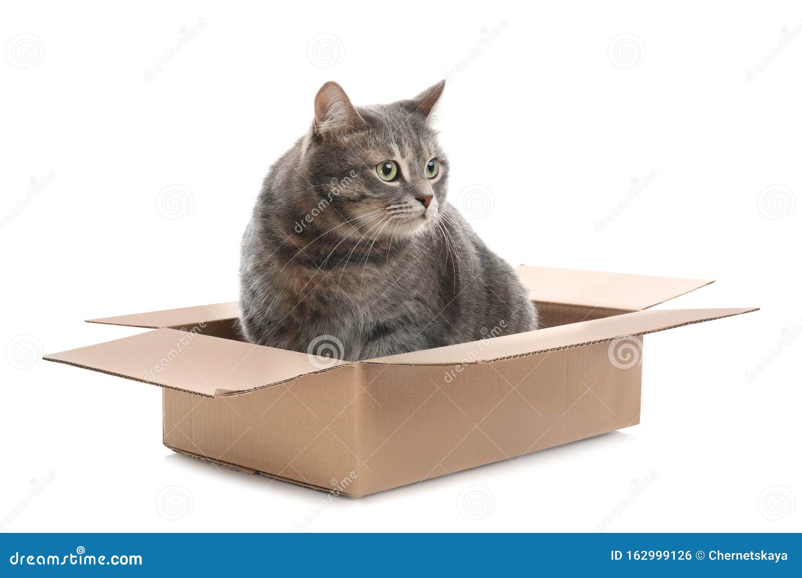 Cute Grey Tabby Cat Sitting in Cardboard Box on White Background Stock ...