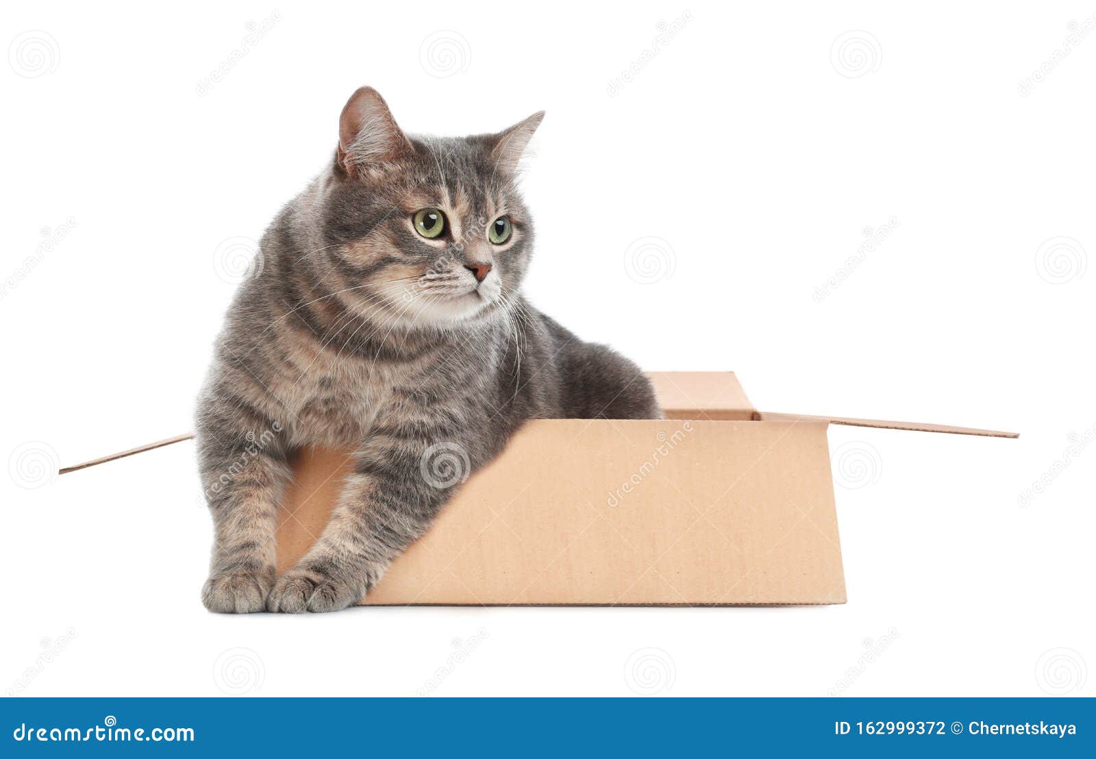 Cute Grey Tabby Cat Sitting in Cardboard Box on White Background Stock ...