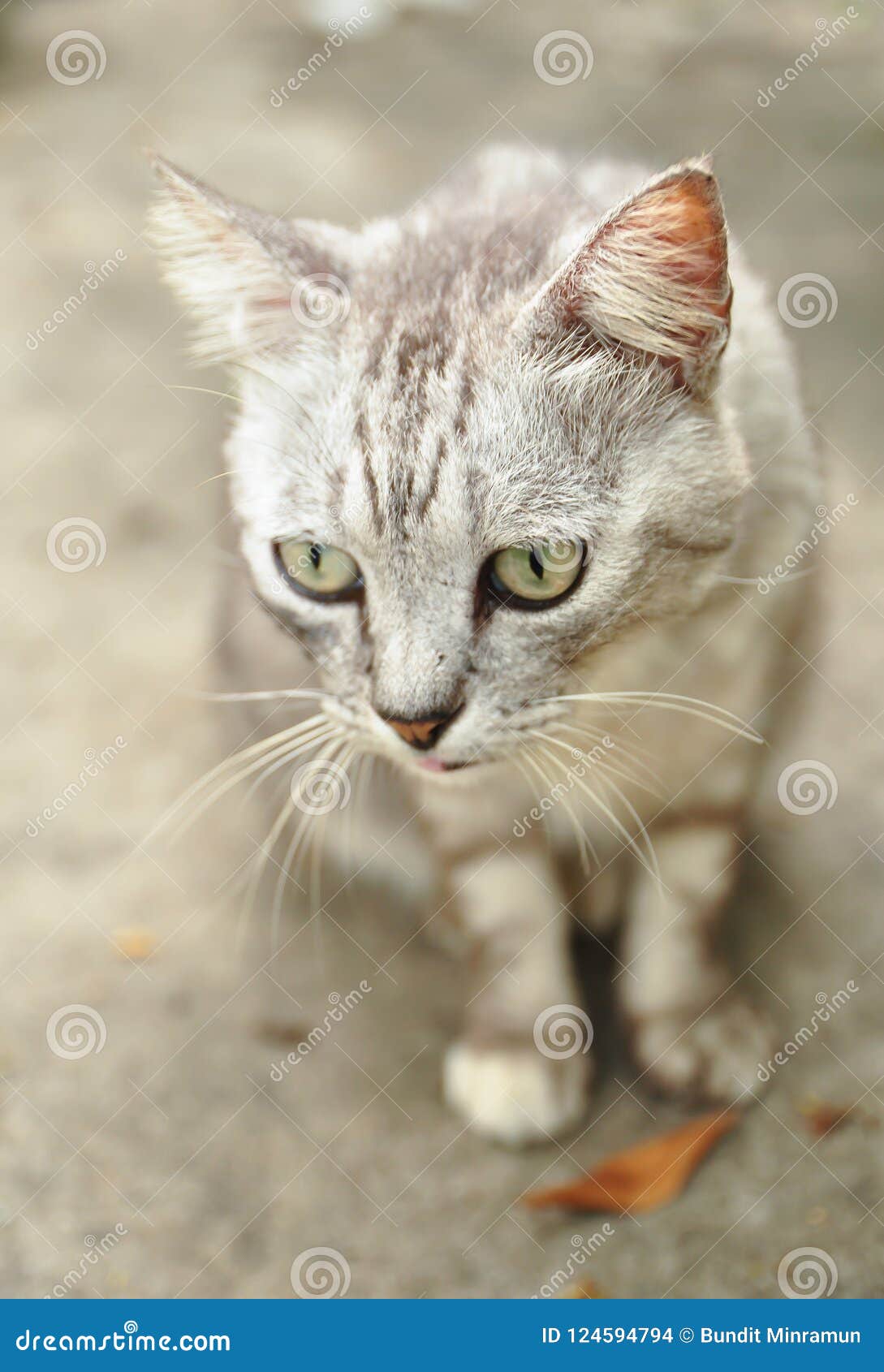 Cute Grey Tabby Cat Standing Alone. Stock Photo - Image of hair ...