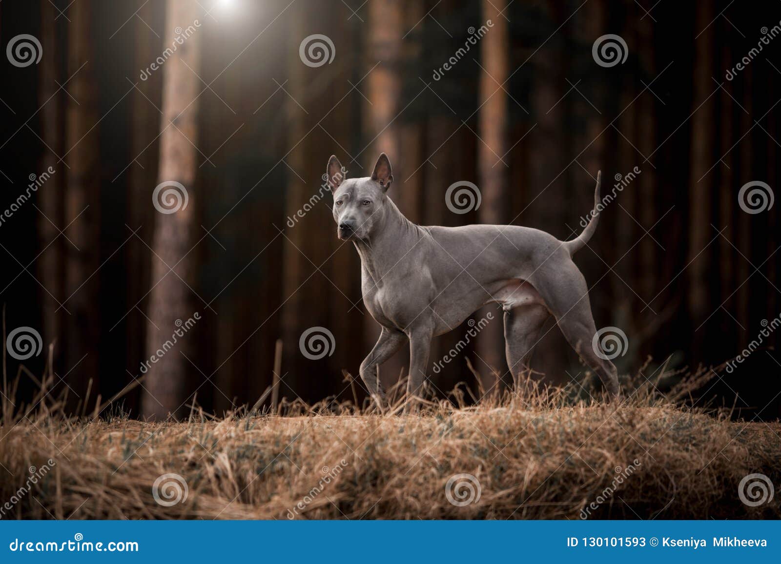 Cute Grey Thai Ridgeback Dog Walking on the Forest Stock Image - Image ...