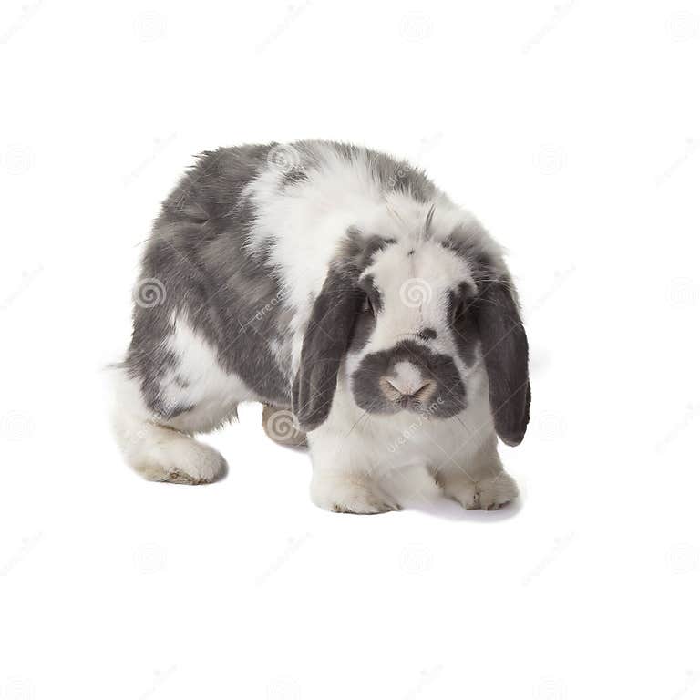 Cute Grey and White Bunny Rabbit Facing Forward Stock Photo - Image of ...