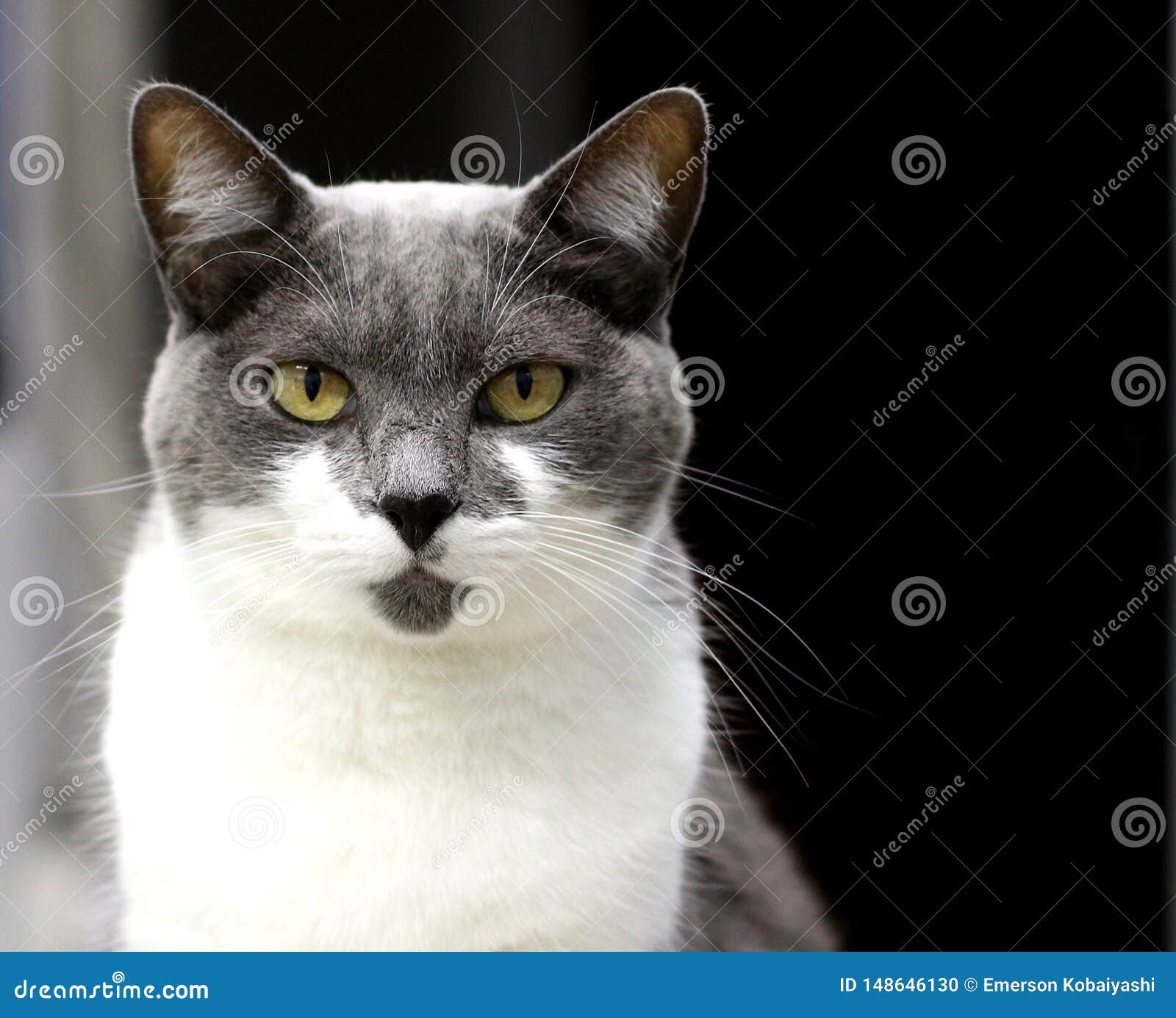 Grey and white cat stock photo. Image of white, cute - 148646130