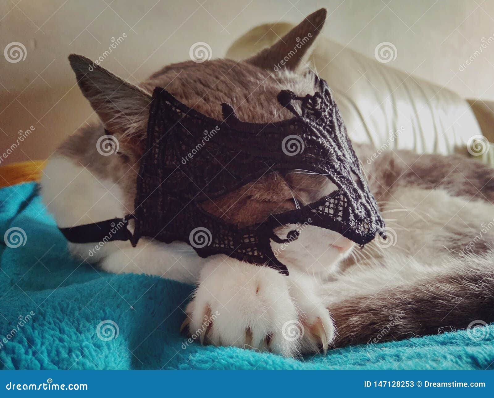 A Cute Grey and White Cat with Funny Mask Stock Image - Image of cute ...