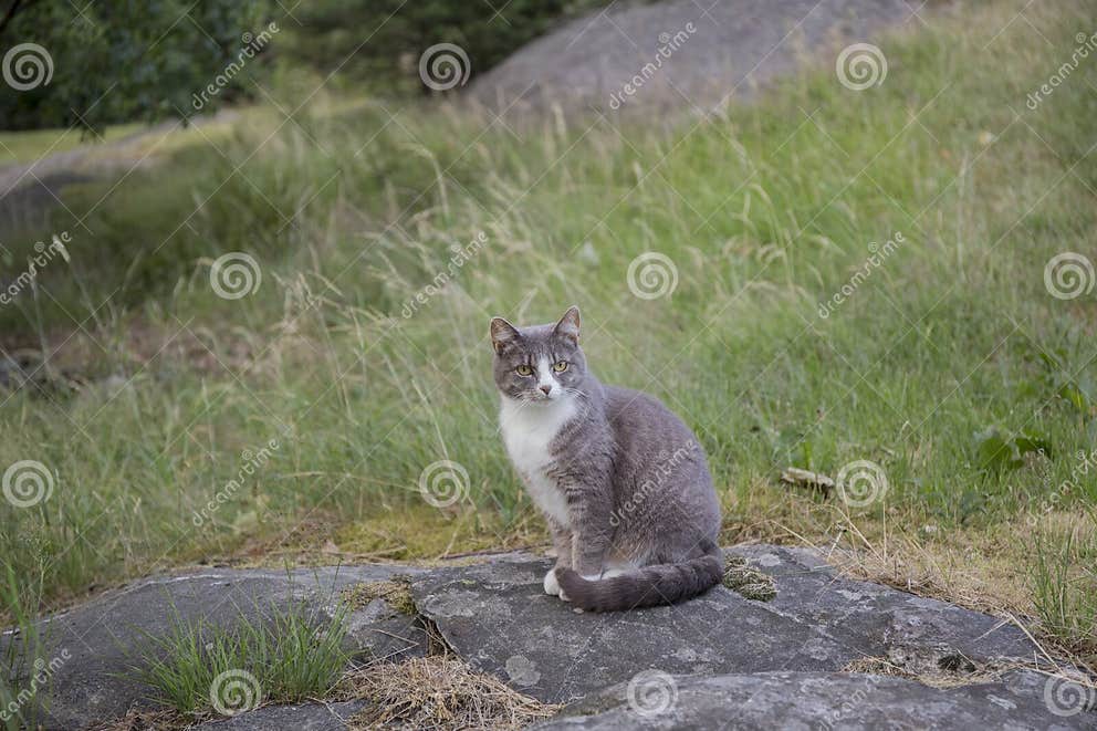 Cute Grey and White Cat Sitting on a Rock. Stock Image - Image of ... Cute Grey and White Cat Sitting on a Rock. Stock Image - Image of ...