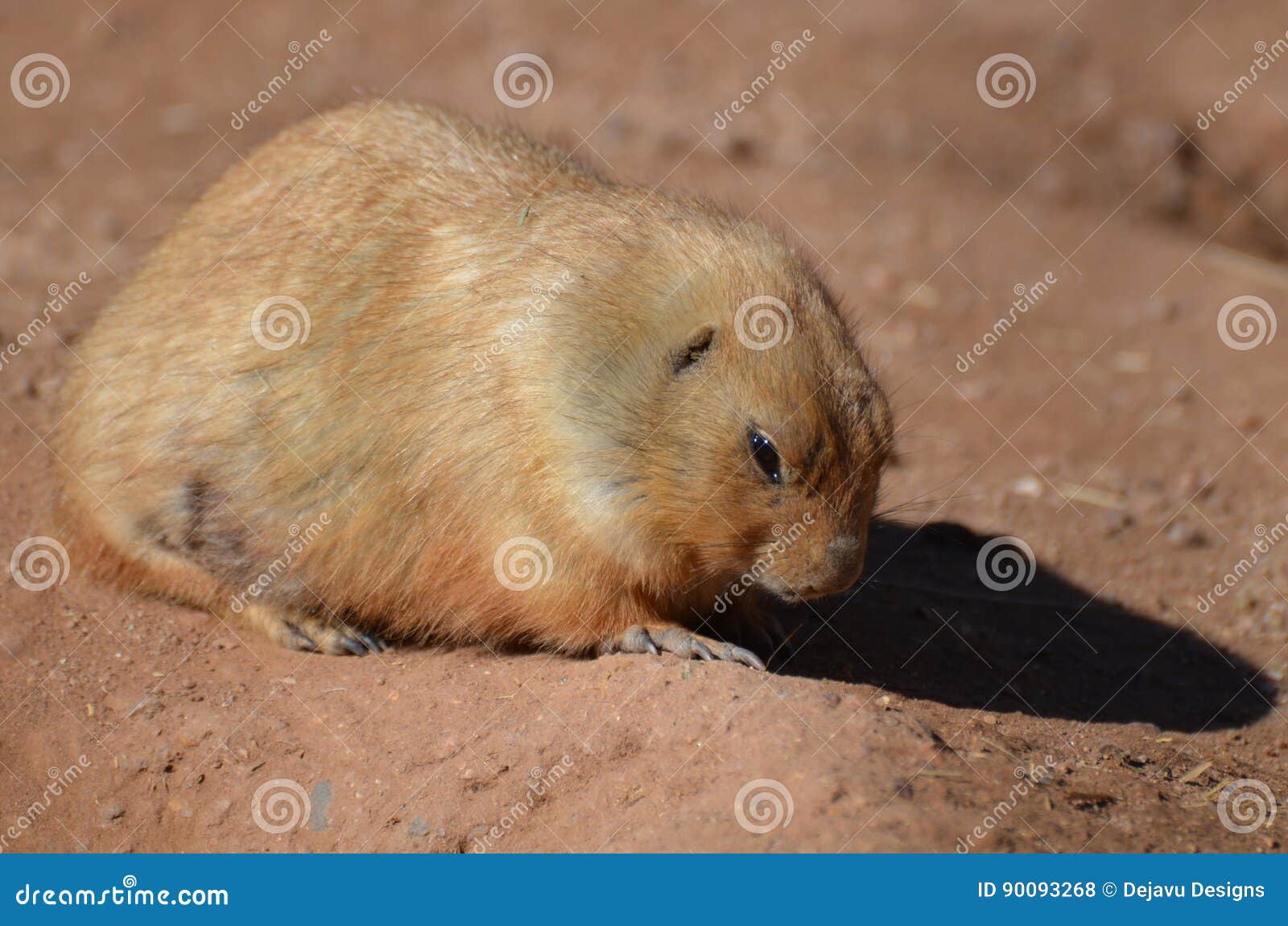Cute Ground Squirrel Burrowing in the Dirt Stock Photo - Image of ...