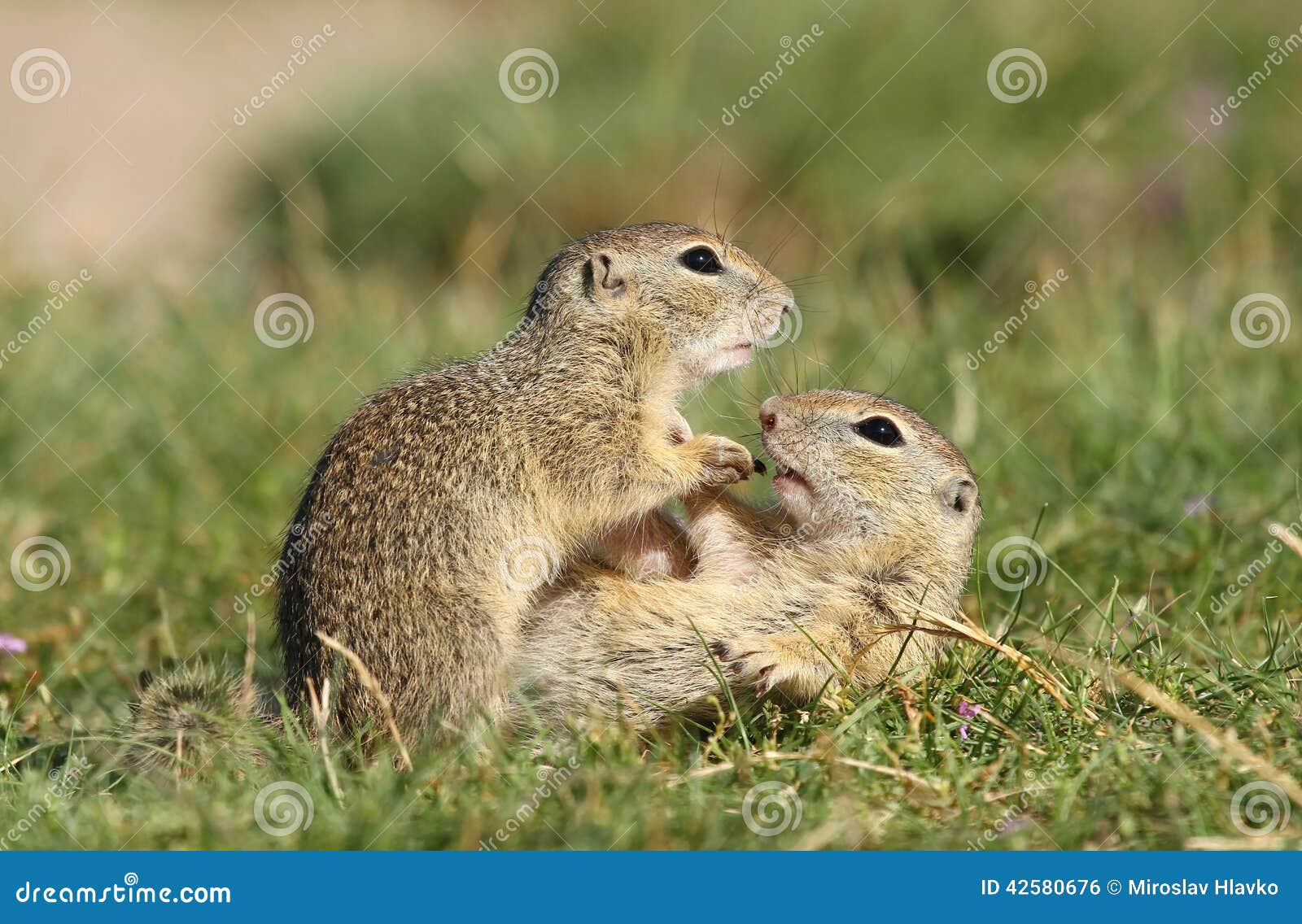 Cute ground squirrels stock photo. Image of young, love - 42580676