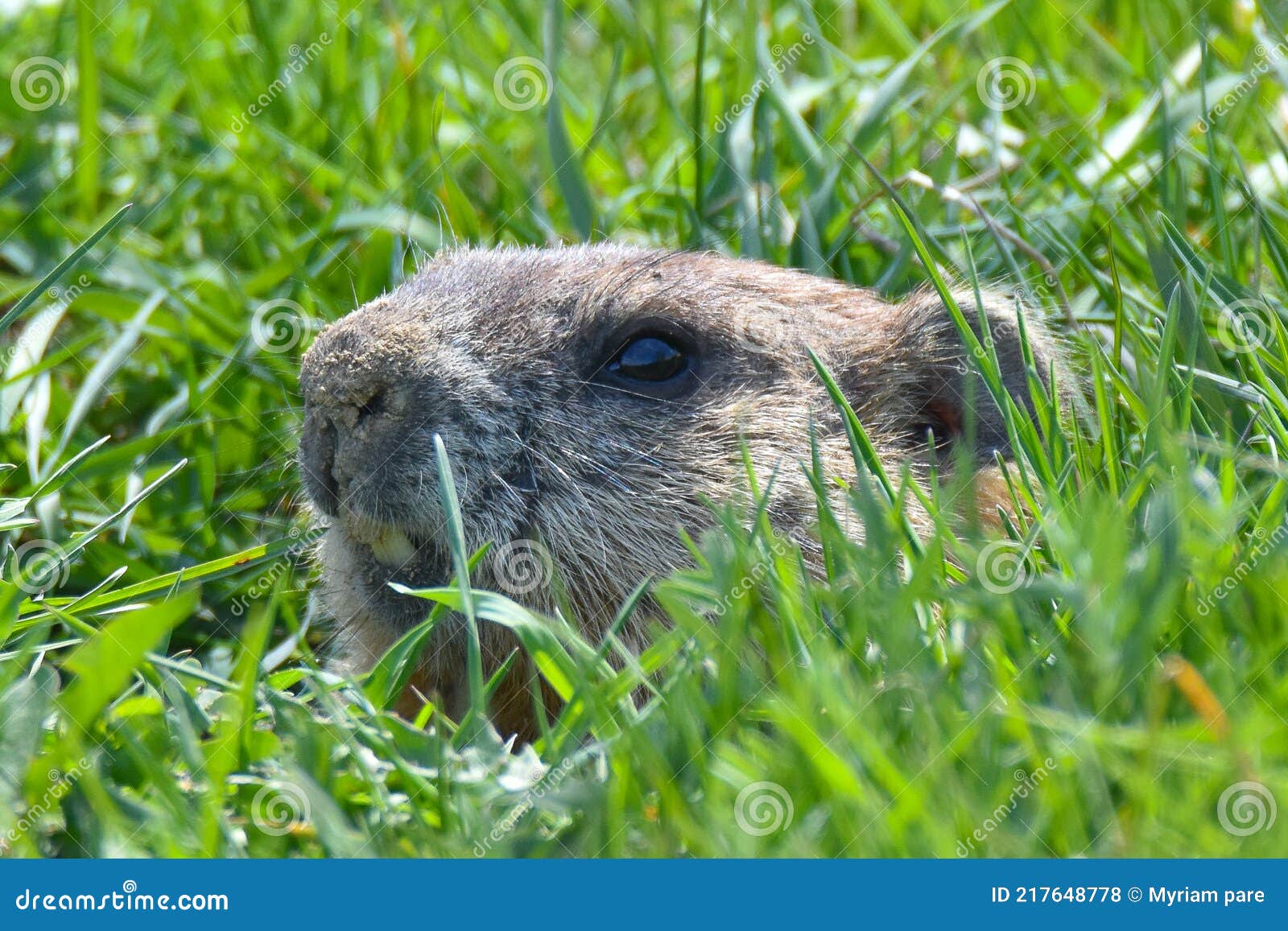 A cute groundhog stock photo. Image of grassland, nature - 217648778