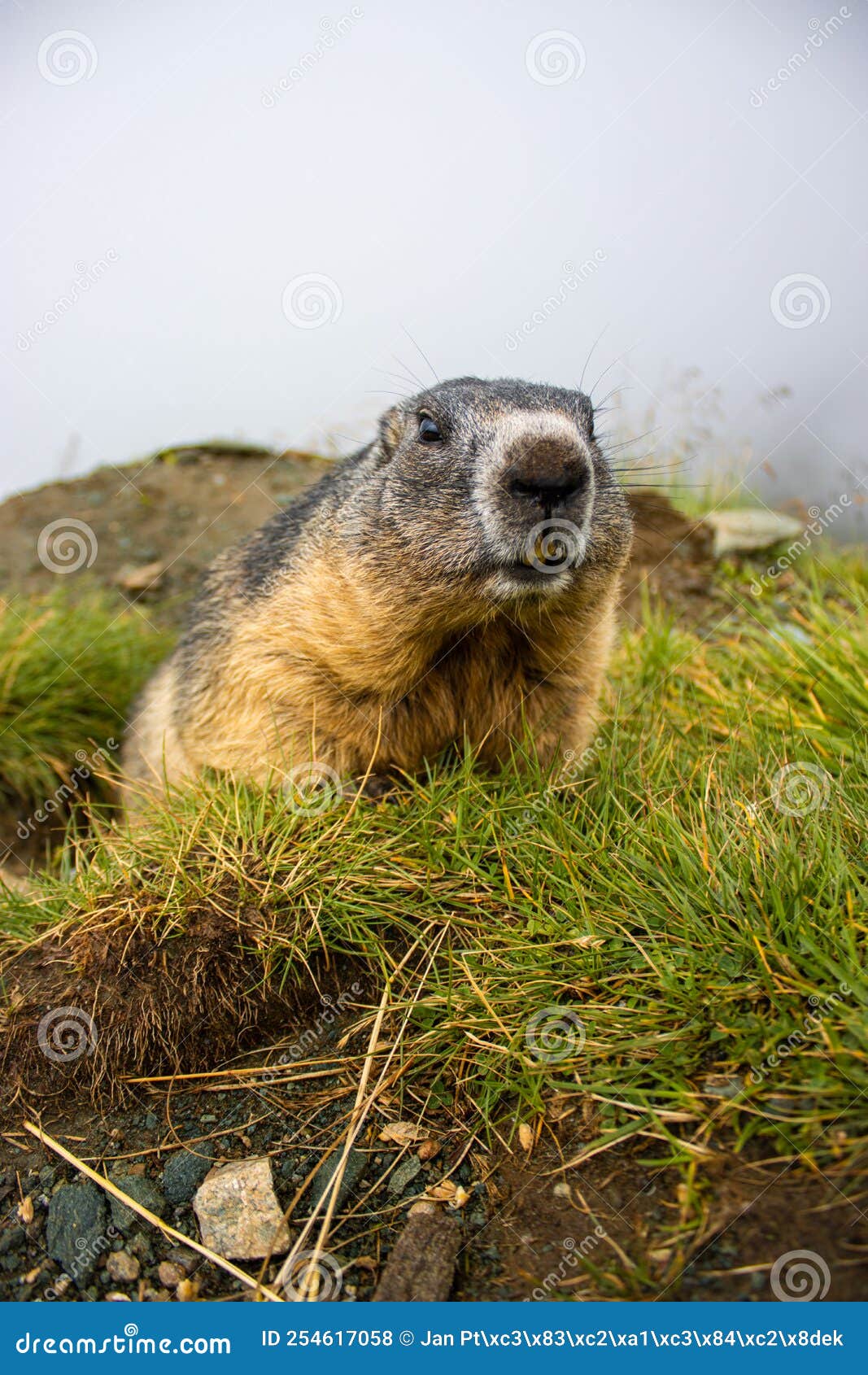 Cute Groundhog Looking at the Camera with His Teeth Bared Stock Photo ...