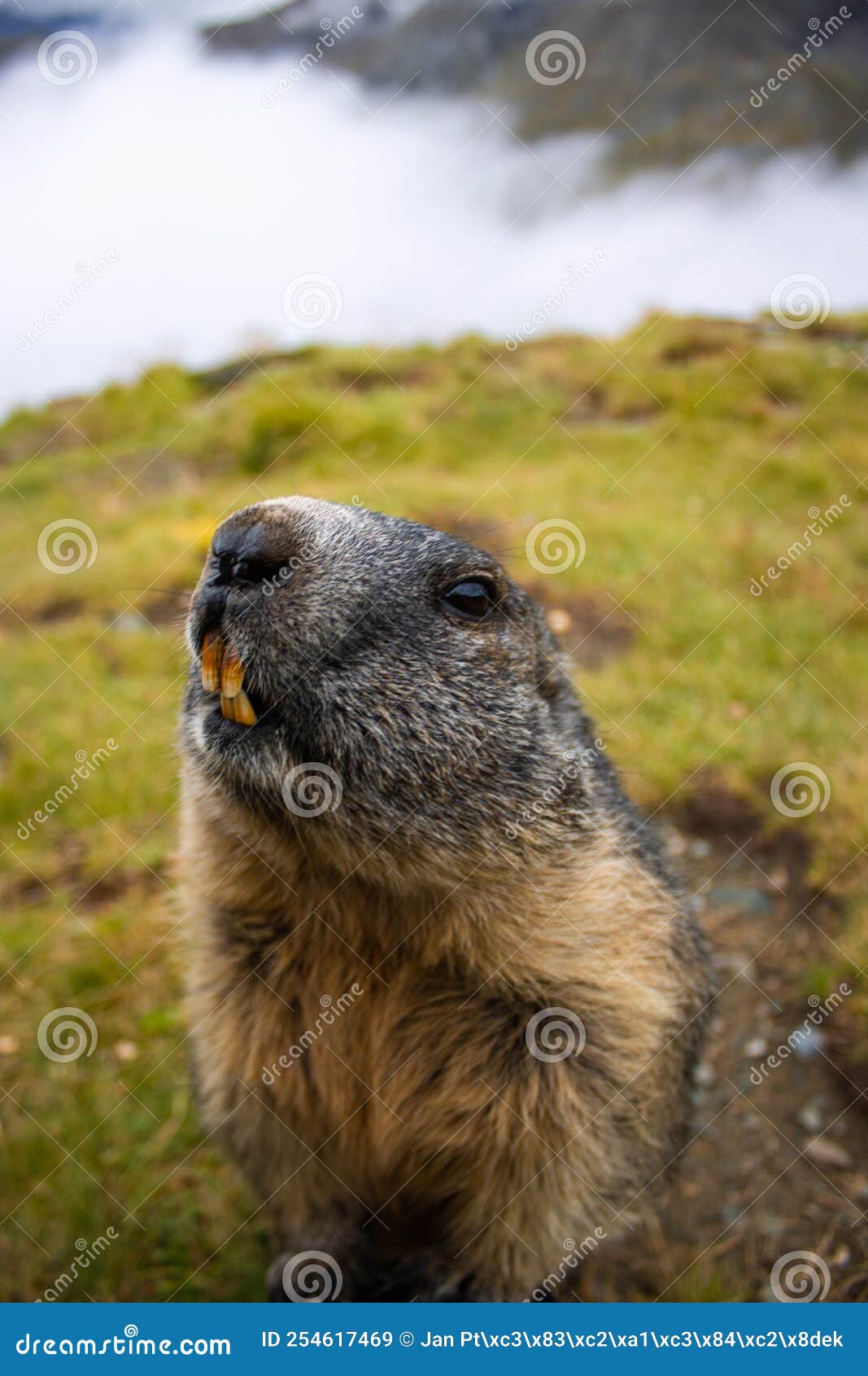 Cute Groundhog Looking at the Camera with His Teeth Bared Stock Image ...