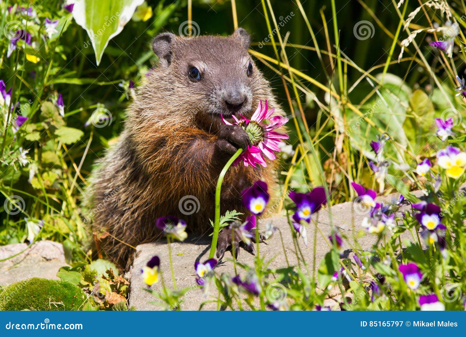 Cute groundhog stock image. Image of nibble, groundhog - 85165797