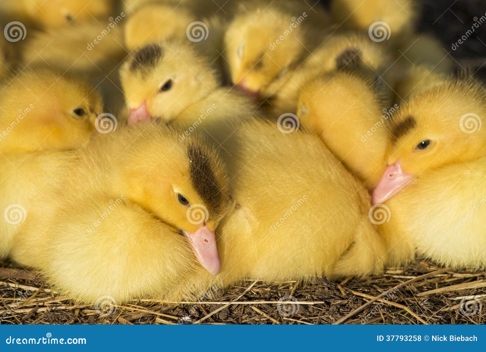 Cute Group of Baby Duckling Relaxing Stock Photo - Image of newborn ...