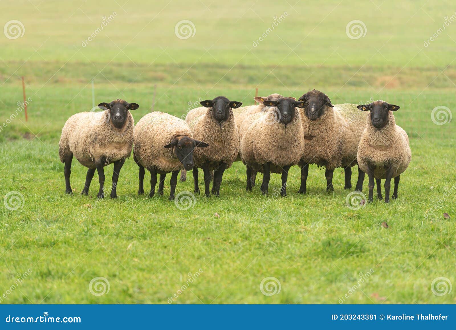 A Cute Group of Sheep on a Pasture Stand Next To Each Other and Look ...
